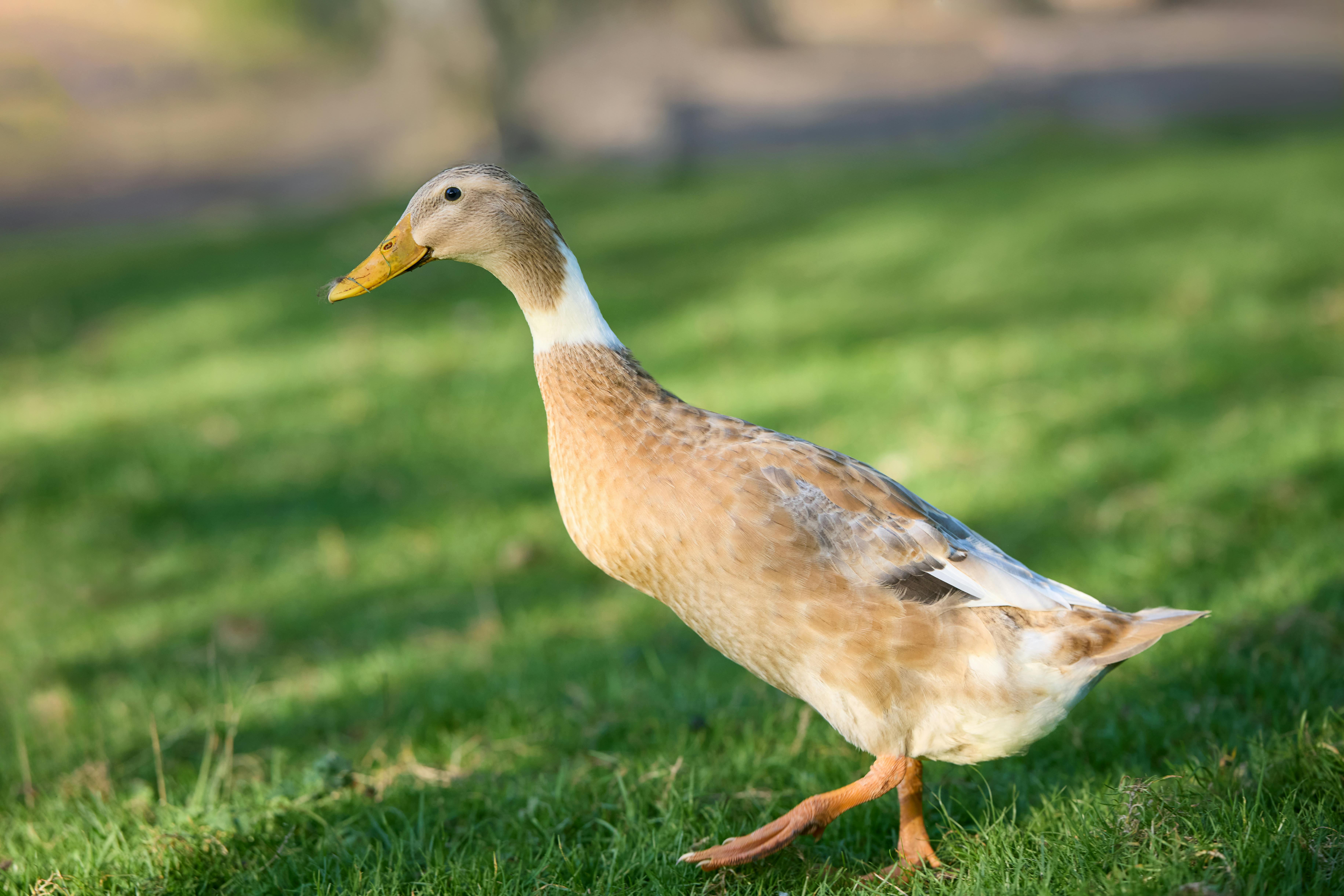 Minecraft+Live+Stream+Thumbnails+Free+No+Copyright Photos, Download The ...