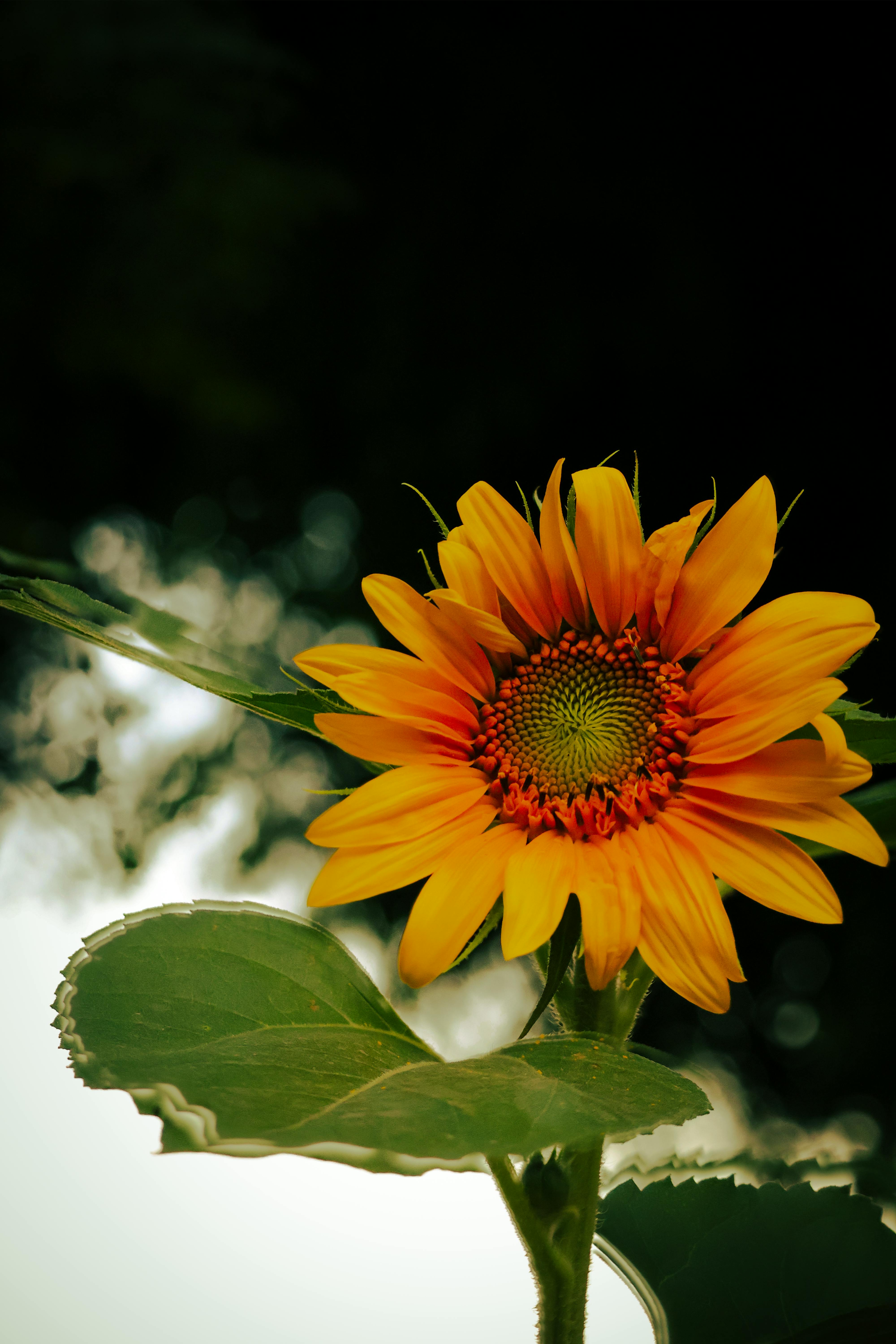 Bold Photos, Download The BEST Free Bold Stock Photos & HD Images