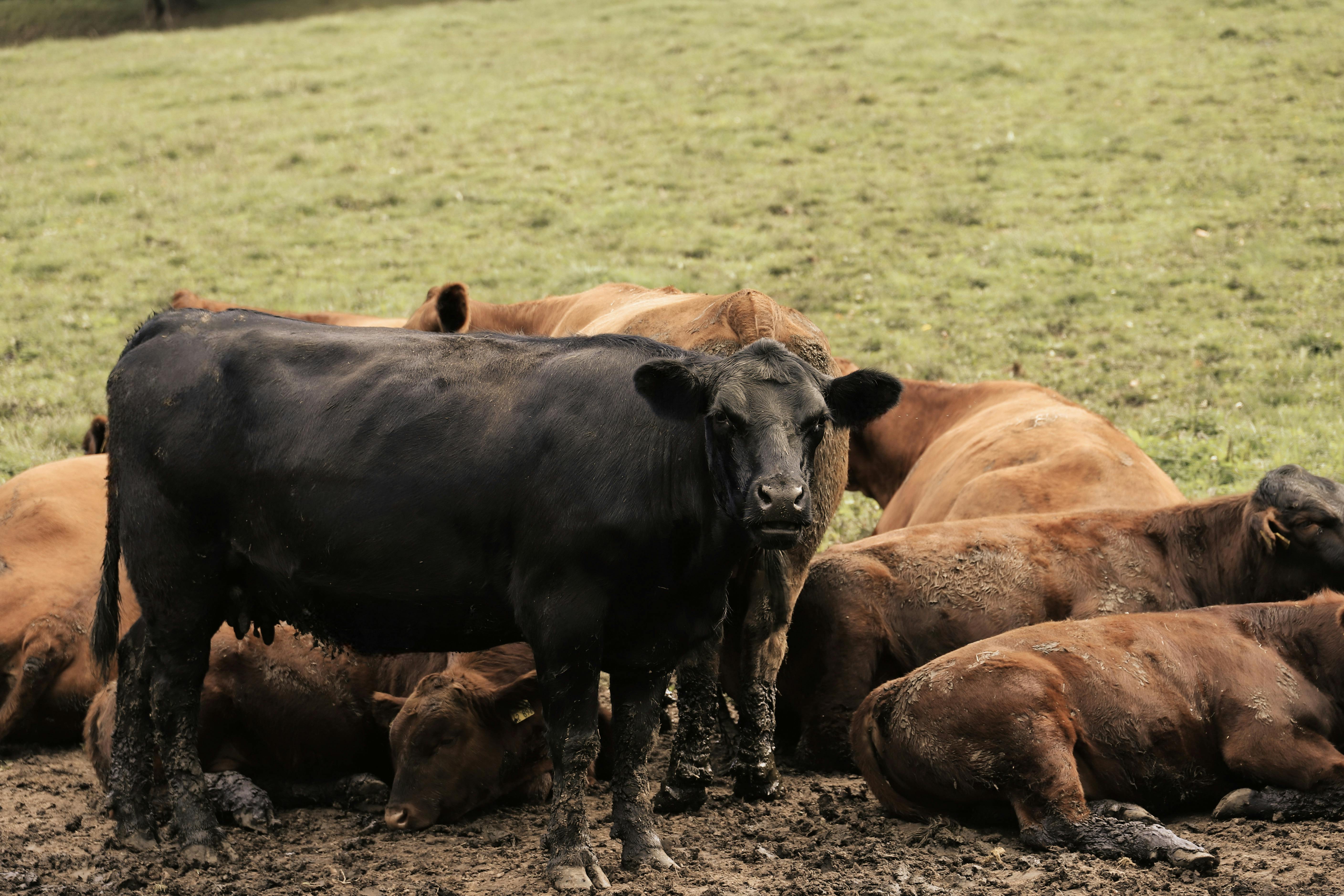 Angus Cattle Photos, Download The BEST Free Angus Cattle Stock Photos ...