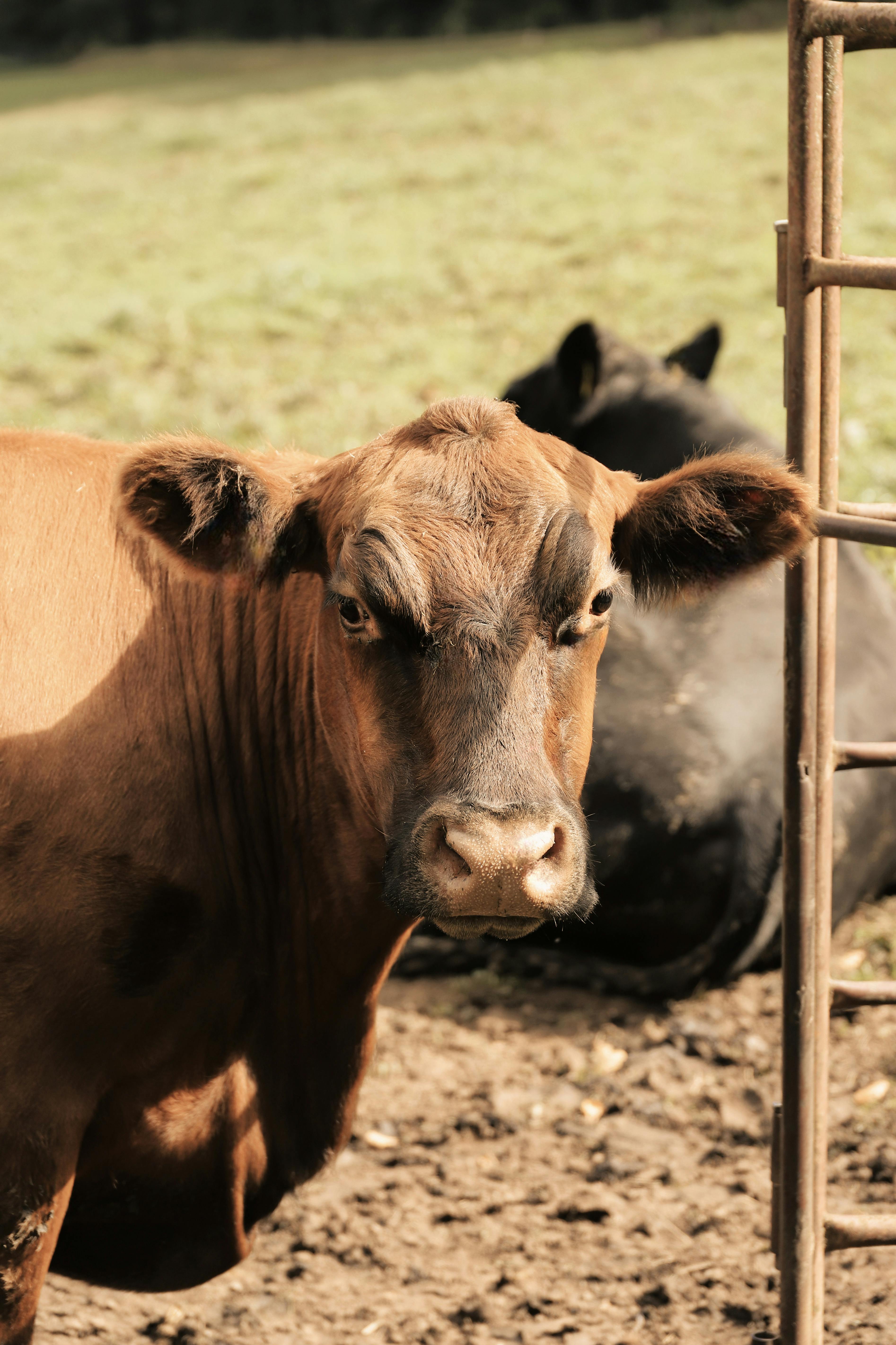 Minecraft+Live+Stream+Thumbnails+Free+No+Copyright Photos, Download The ...