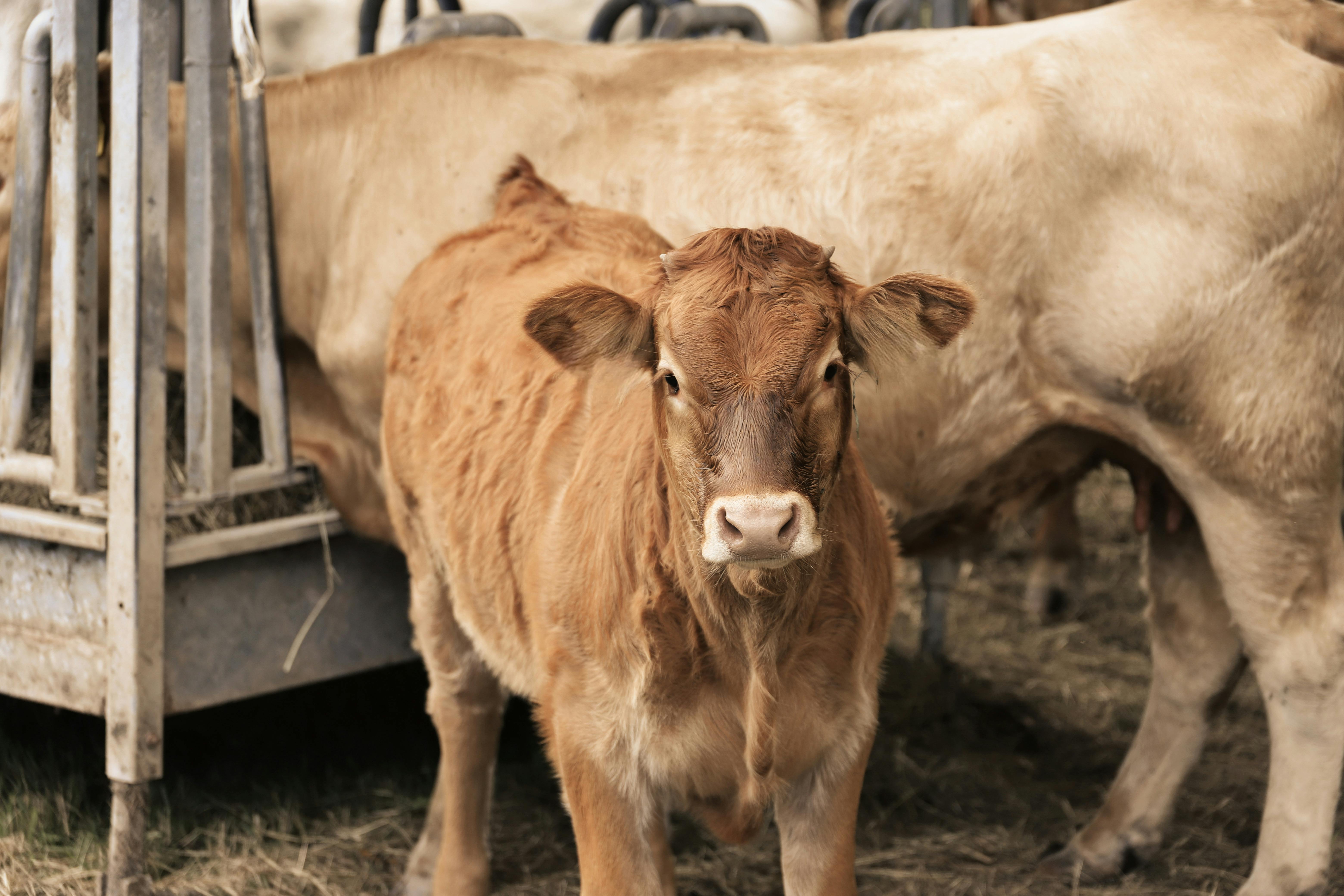 Cows Face Photos, Download The BEST Free Cows Face Stock Photos & HD Images