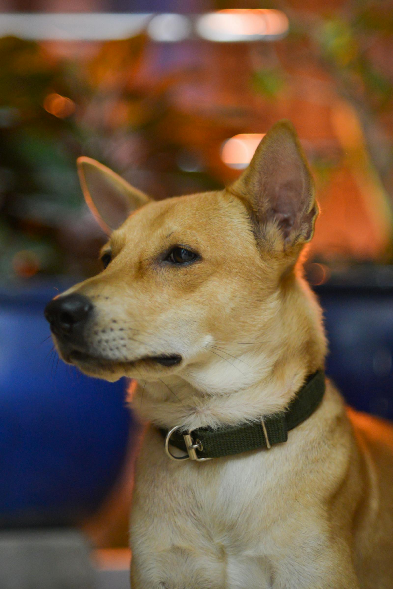 Dog + Photos, Download The BEST Free Dog + Stock Photos & HD Images