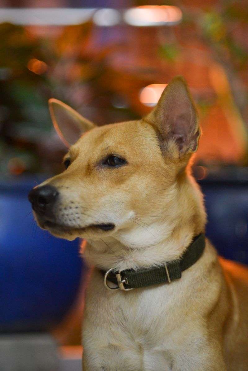 Dog + Photos, Download The BEST Free Dog + Stock Photos & HD Images