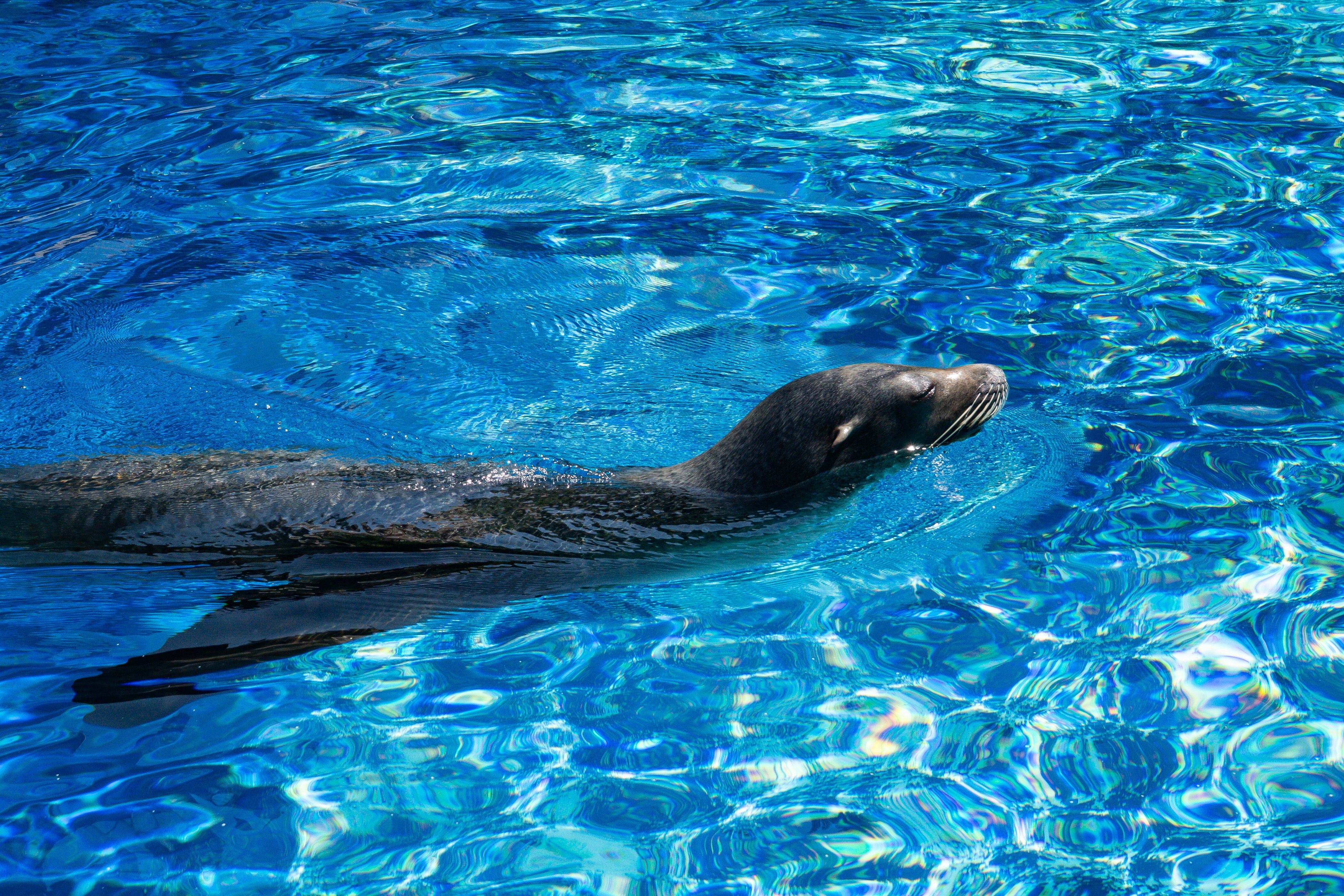 Sea Lion Swimming in Blue Pool in Tenerife · Free Stock Photo
