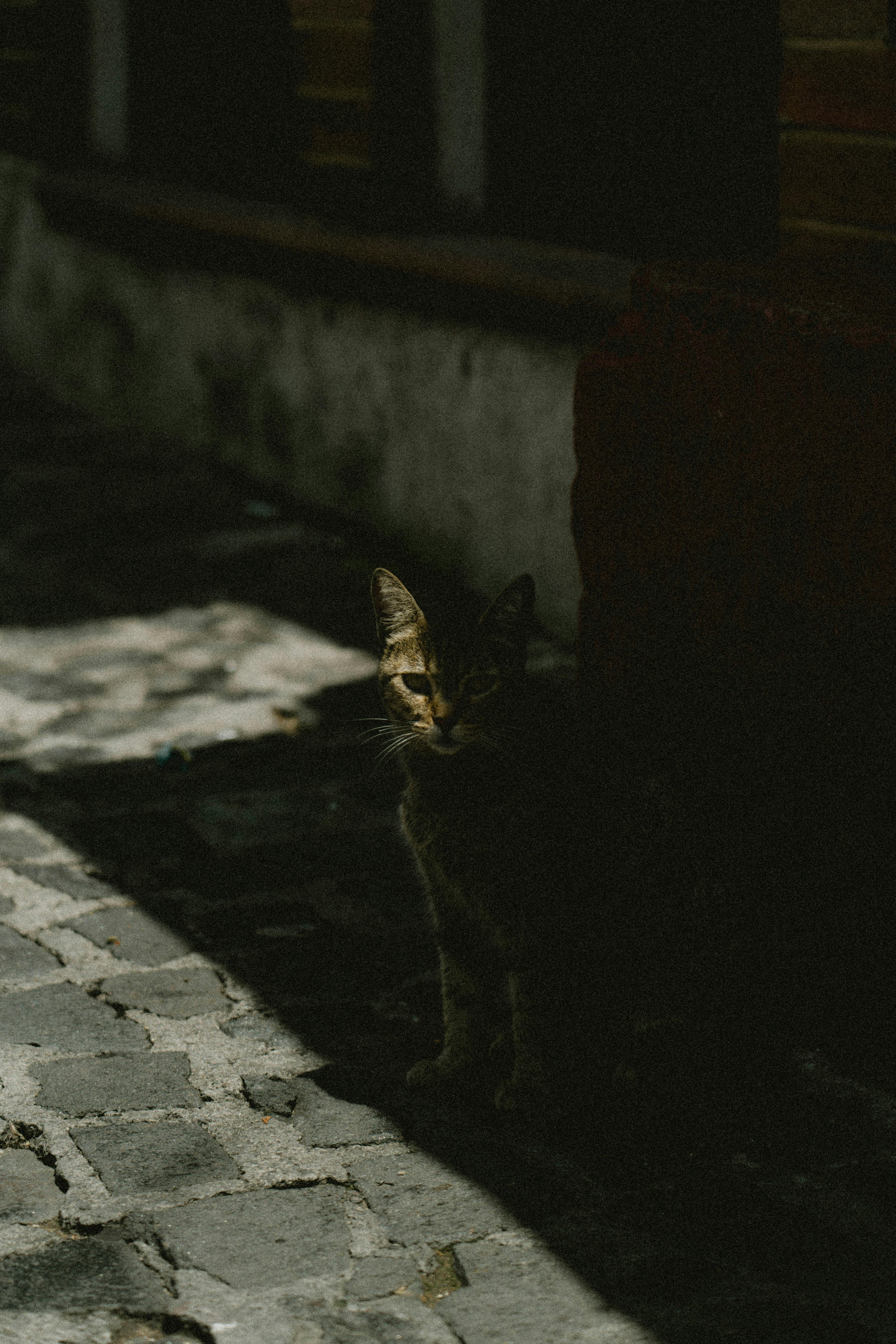 Low Resolution Cat Photos, Download The BEST Free Low Resolution Cat ...