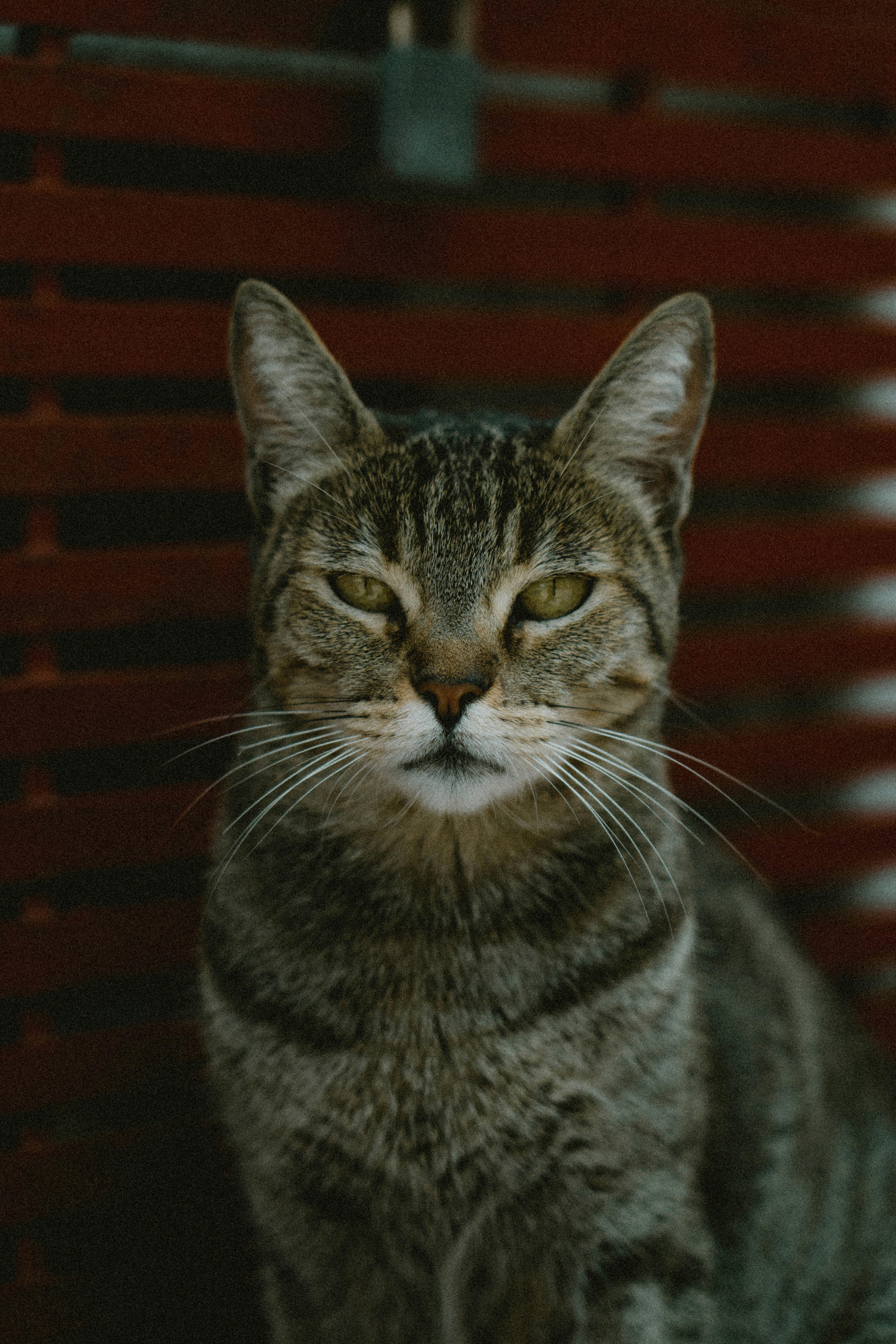 Grumpy Cat Photos, Download The BEST Free Grumpy Cat Stock Photos & HD ...