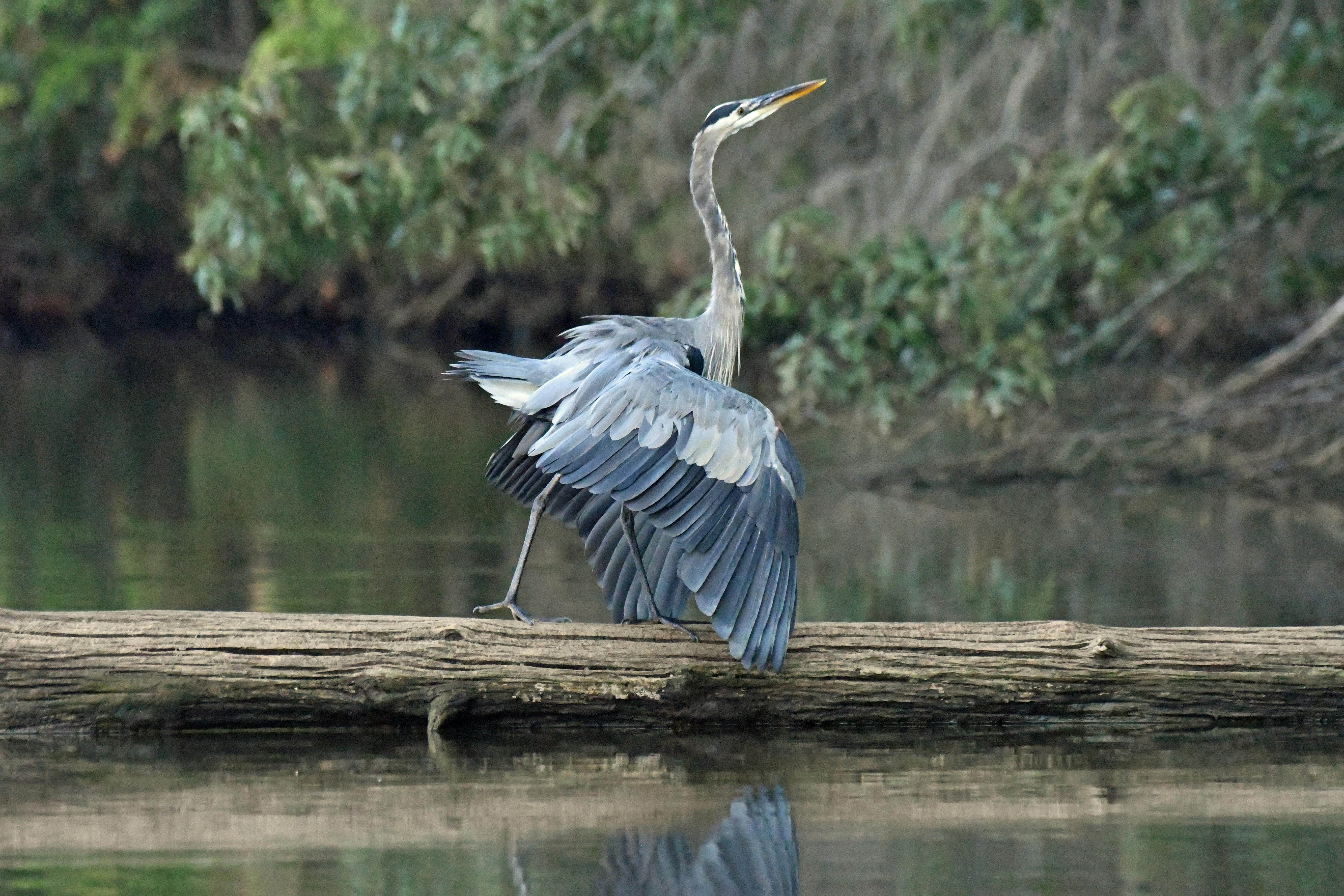 Koyal Bird Photos, Download The BEST Free Koyal Bird Stock Photos & HD ...