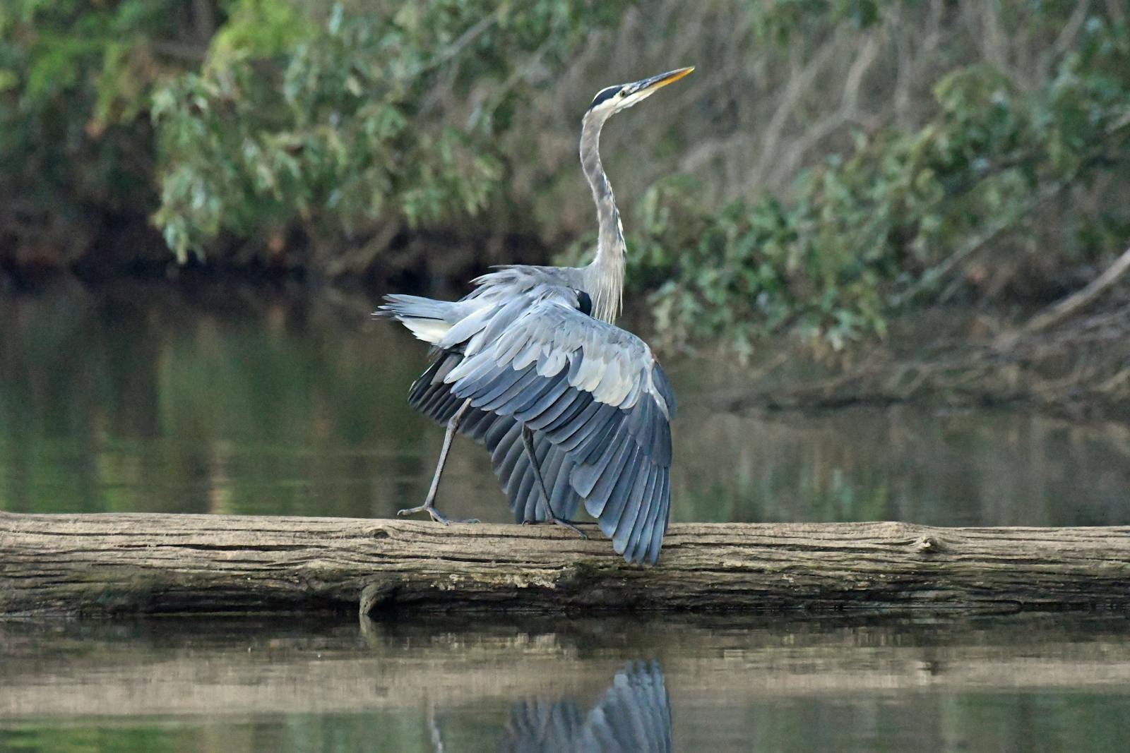 Koyal Bird Photos, Download The BEST Free Koyal Bird Stock Photos & HD ...
