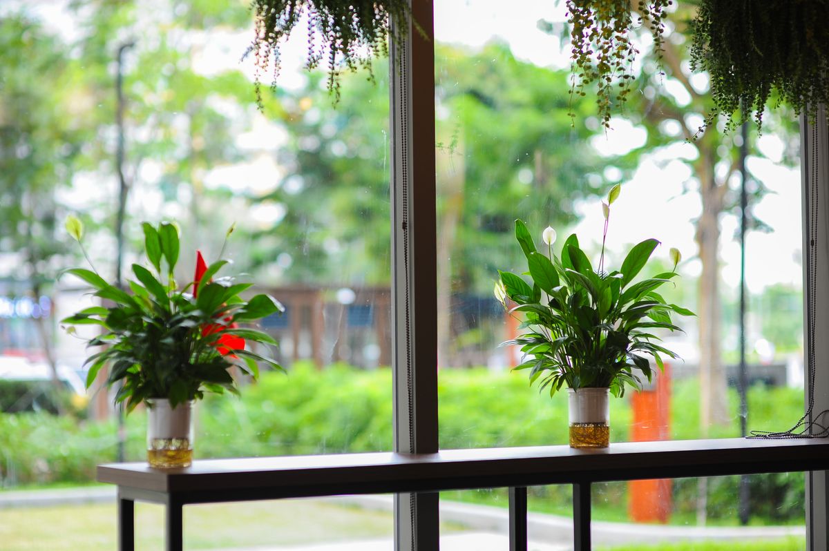 Plants Window Photos, Download The BEST Free Plants Window Stock Photos ...