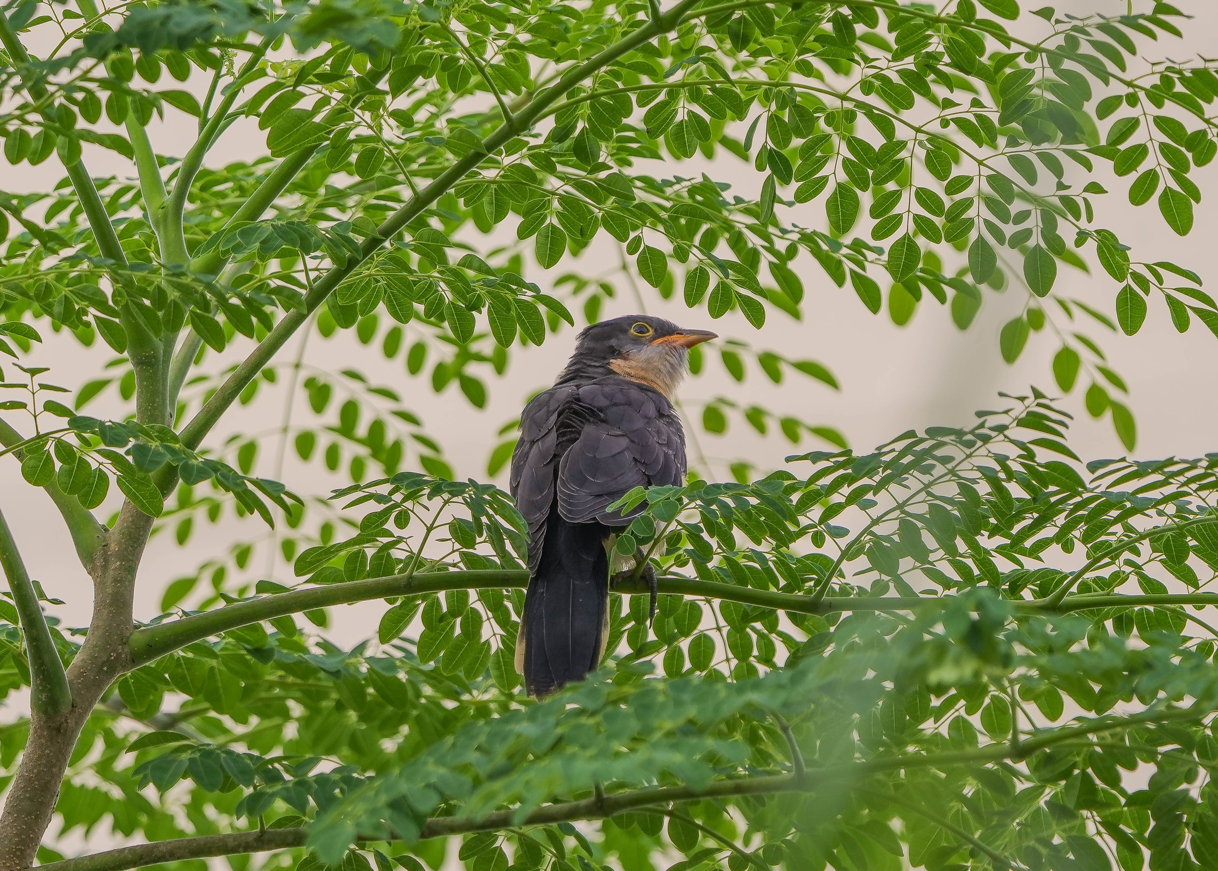 Koyal Bird Photos, Download The BEST Free Koyal Bird Stock Photos & HD ...