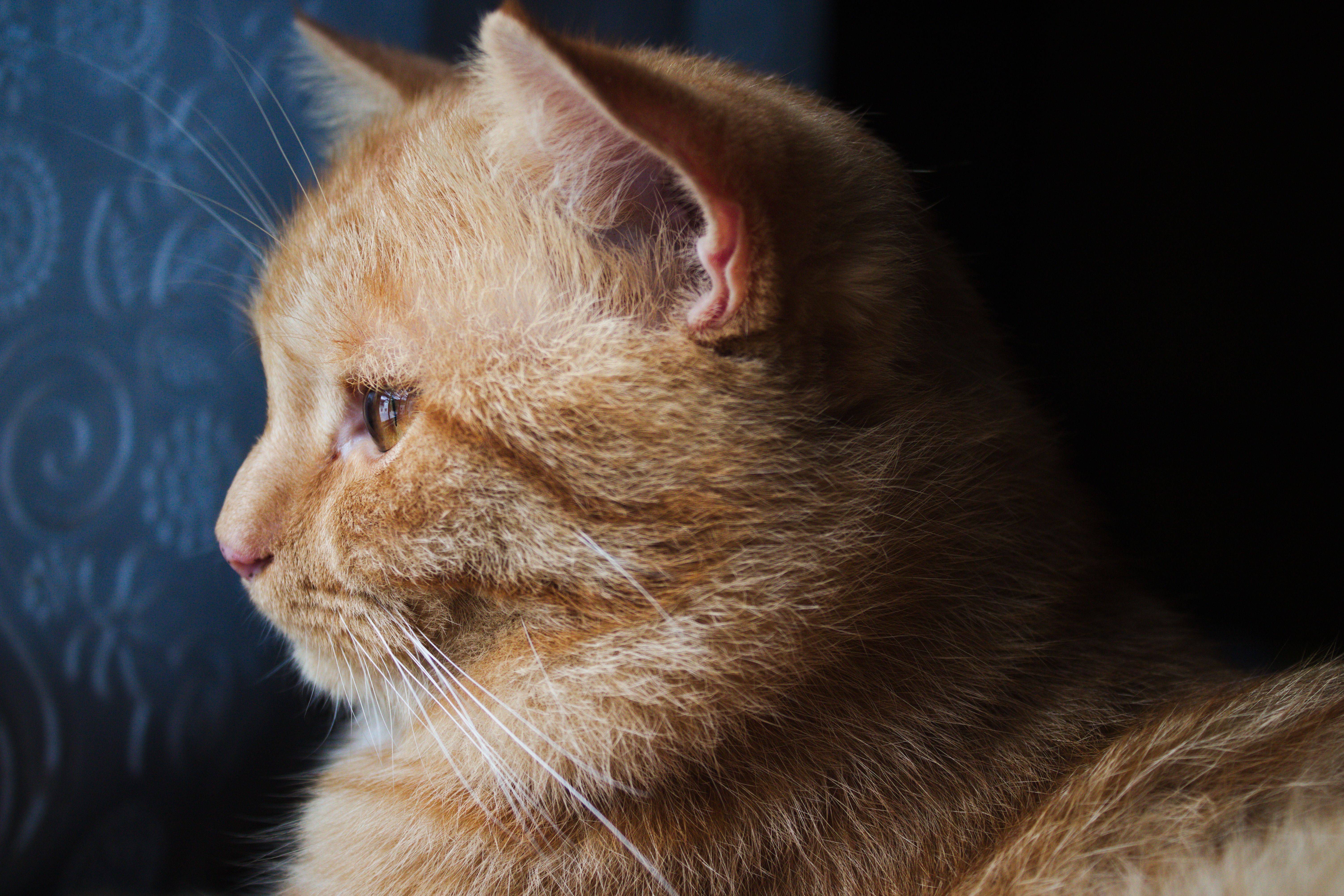 Close-Up Profile of Ginger Domestic Cat Indoors · Free Stock Photo