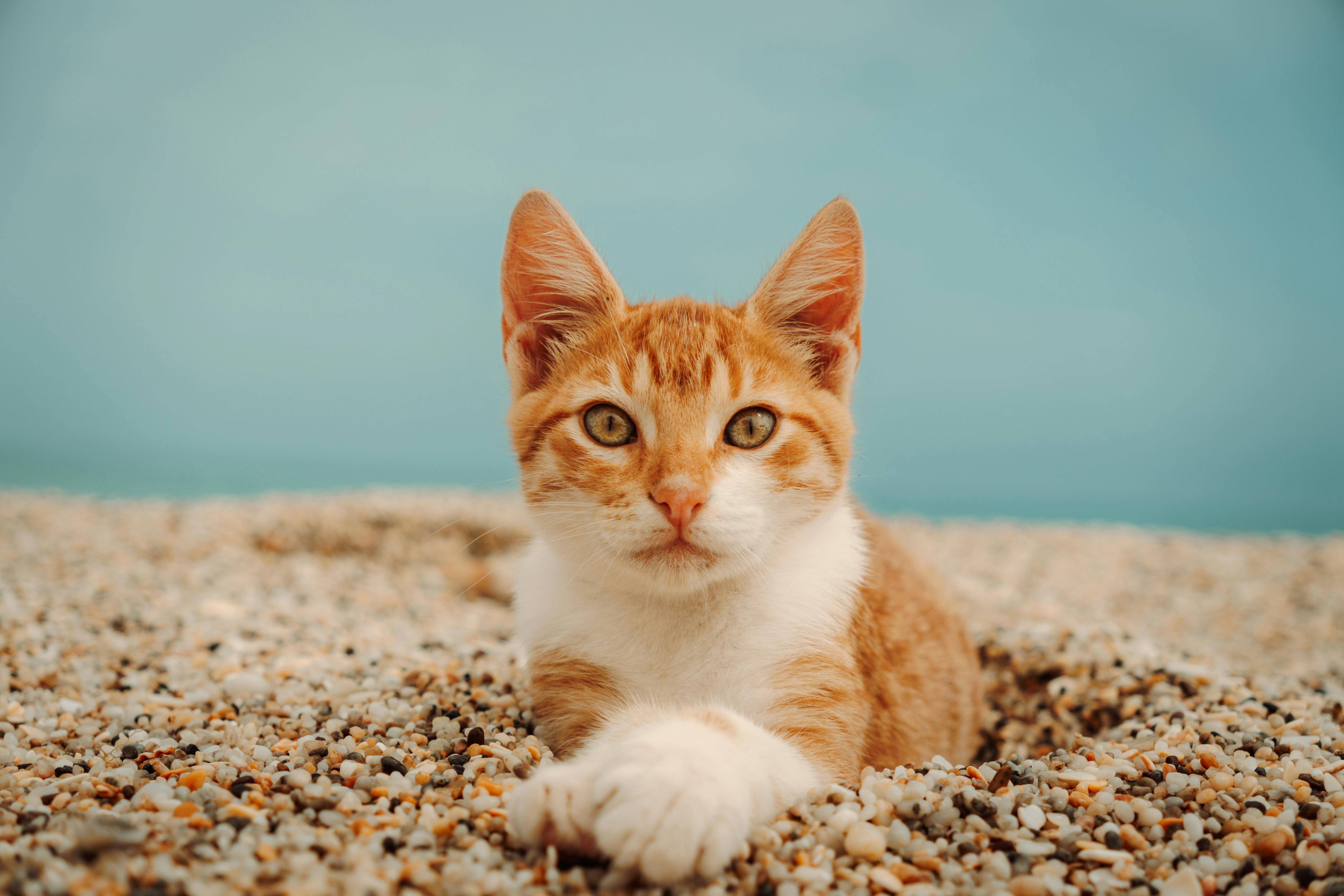 Cute Zoom Background Photos, Download The BEST Free Cute Zoom ...