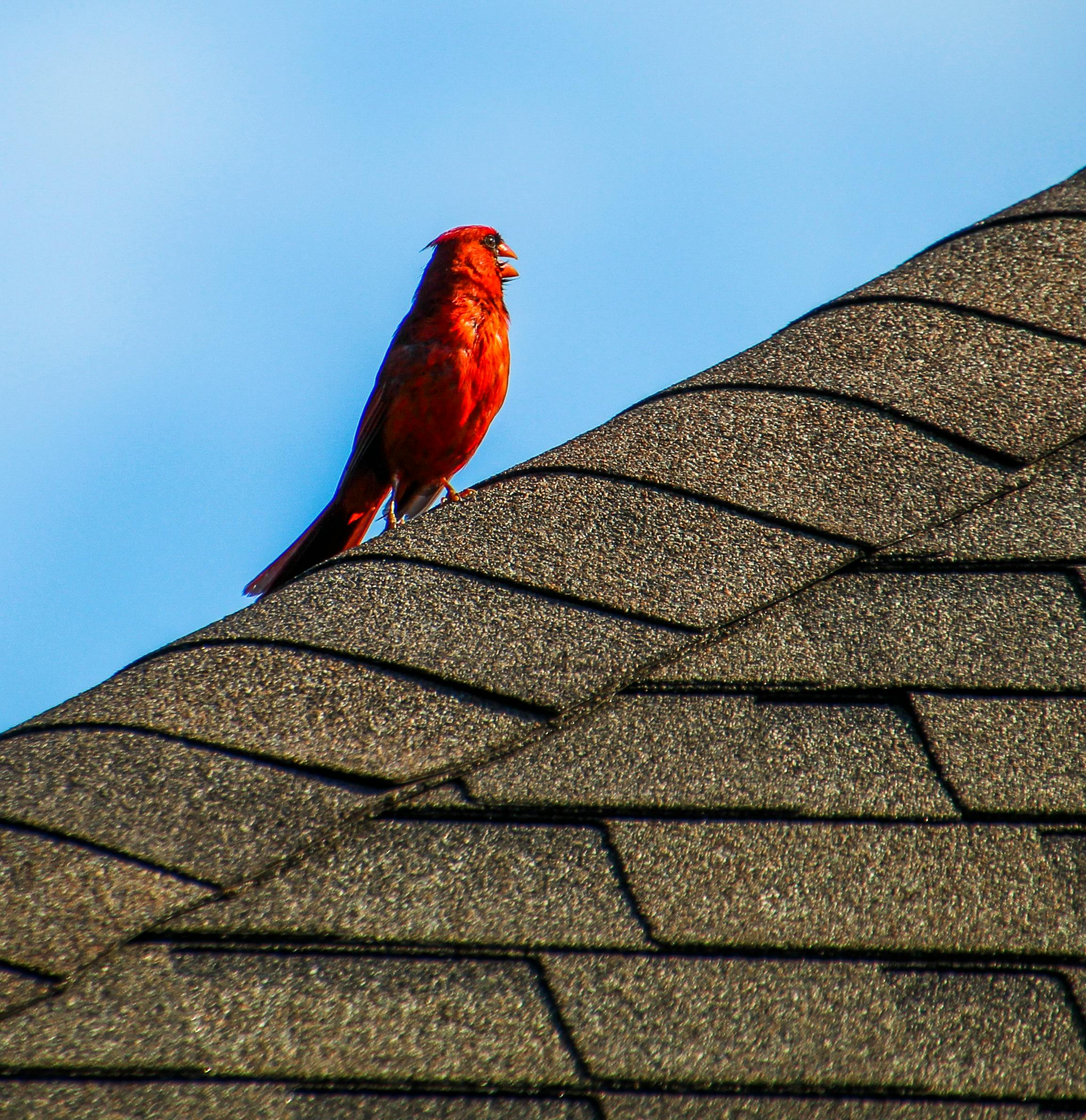 Oompa+Loompa+Image Photos, Download The BEST Free Oompa+Loompa+Image ...