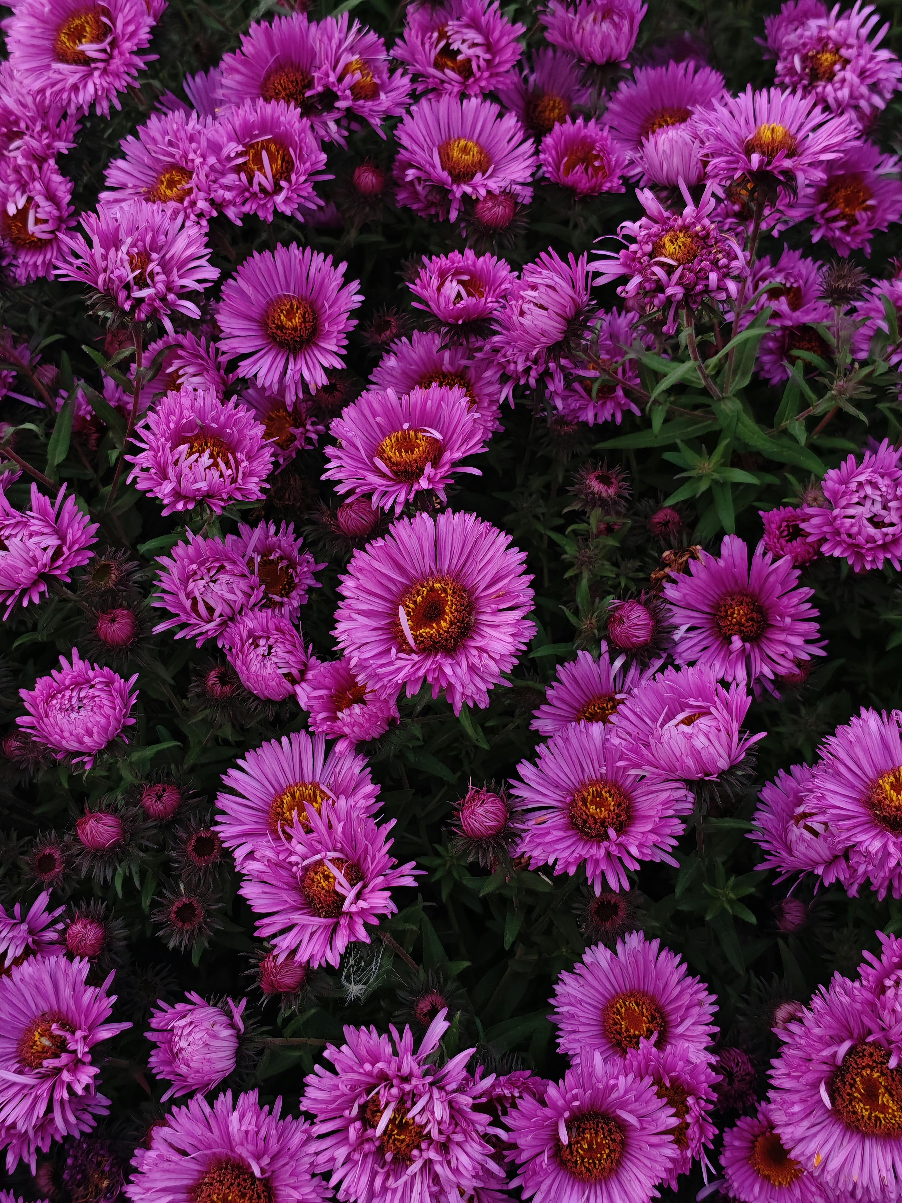 Flowers Without Background Photos, Download The BEST Free Flowers ...