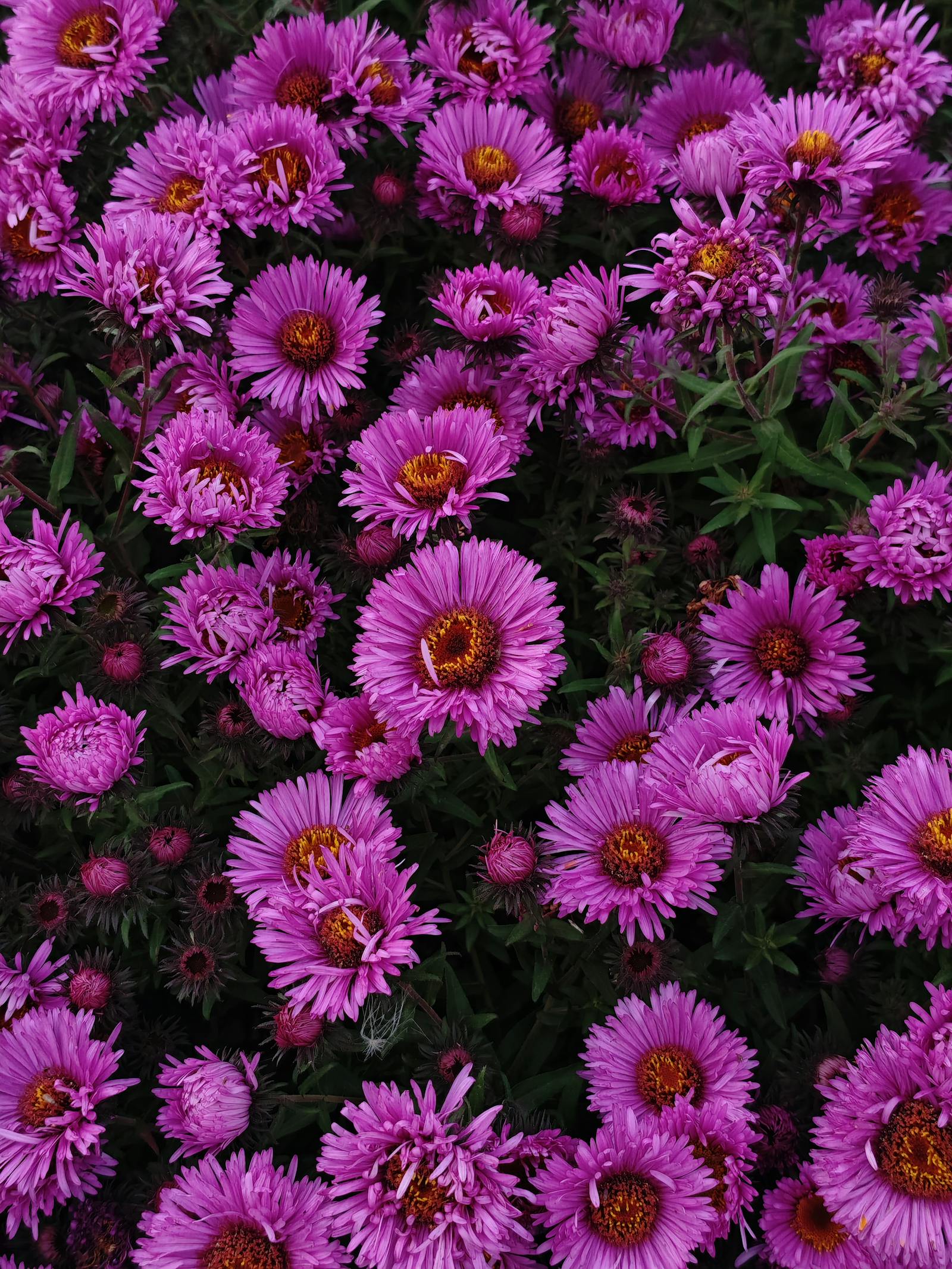 Background Tuff Photos, Download The BEST Free Background Tuff Stock ...