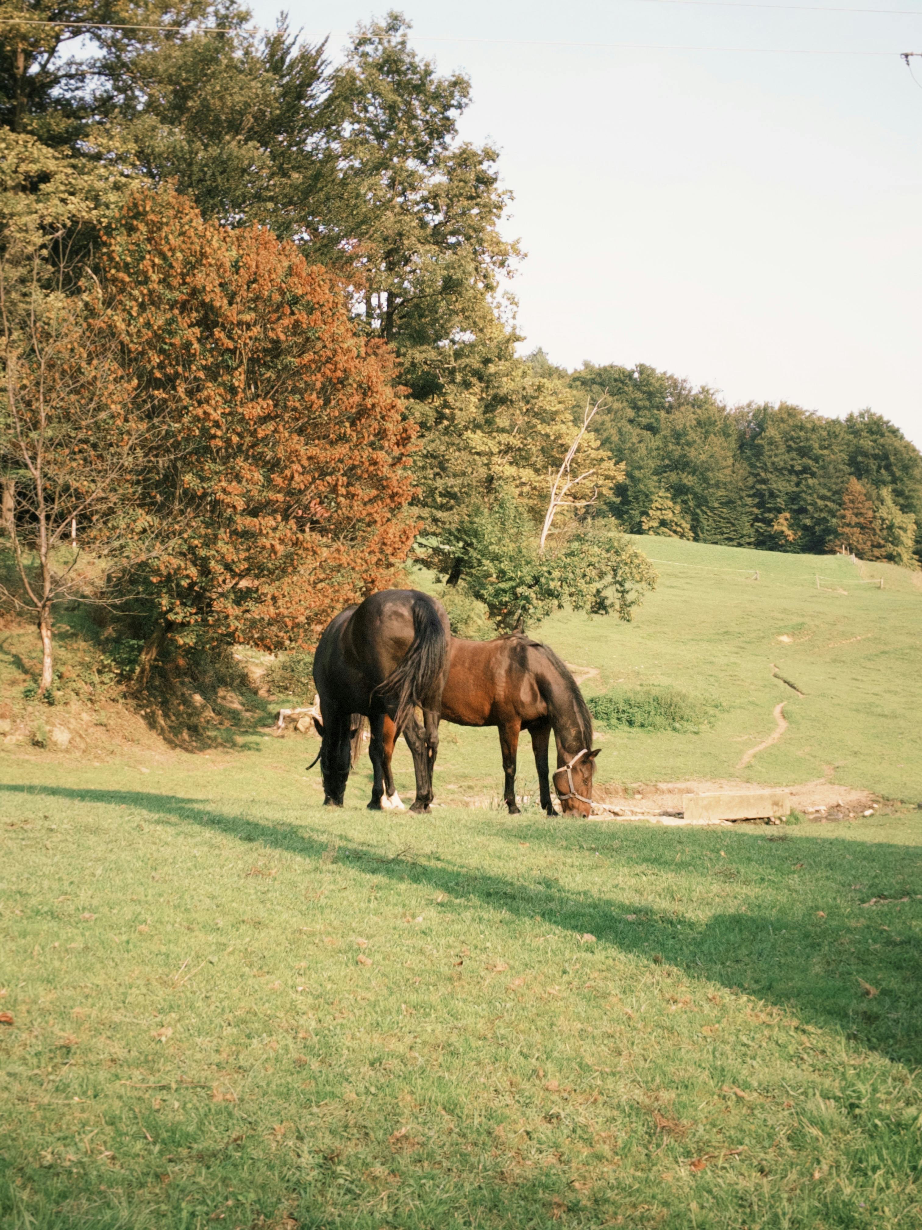 Different Animals Photos, Download The BEST Free Different Animals ...