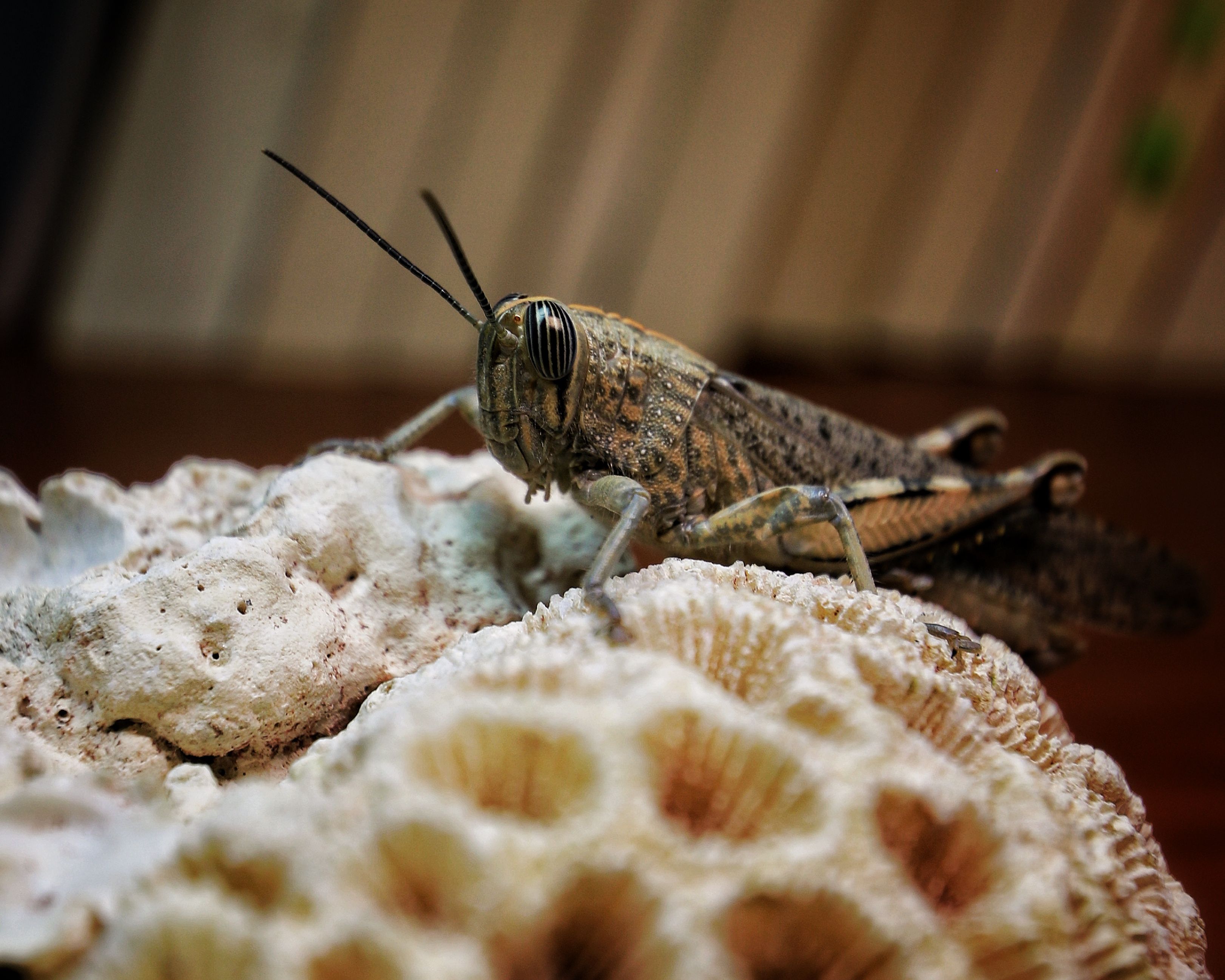 Close-up of a Grasshopper on Coral Rock · Free Stock Photo