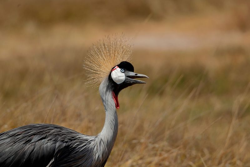 Animals? Photos, Download The BEST Free Animals? Stock Photos & HD Images