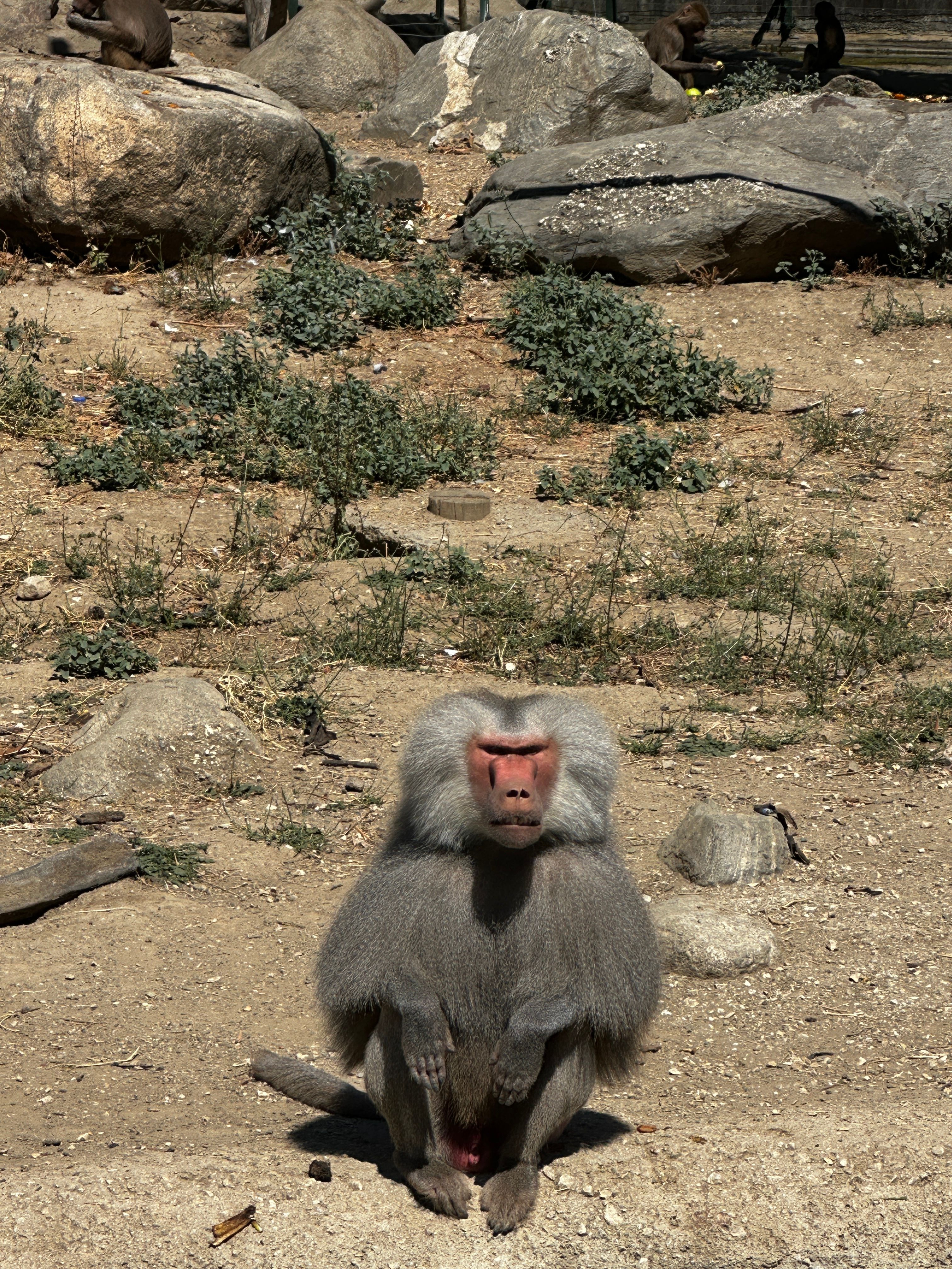 Baboon Photos, Download The BEST Free Baboon Stock Photos & HD Images