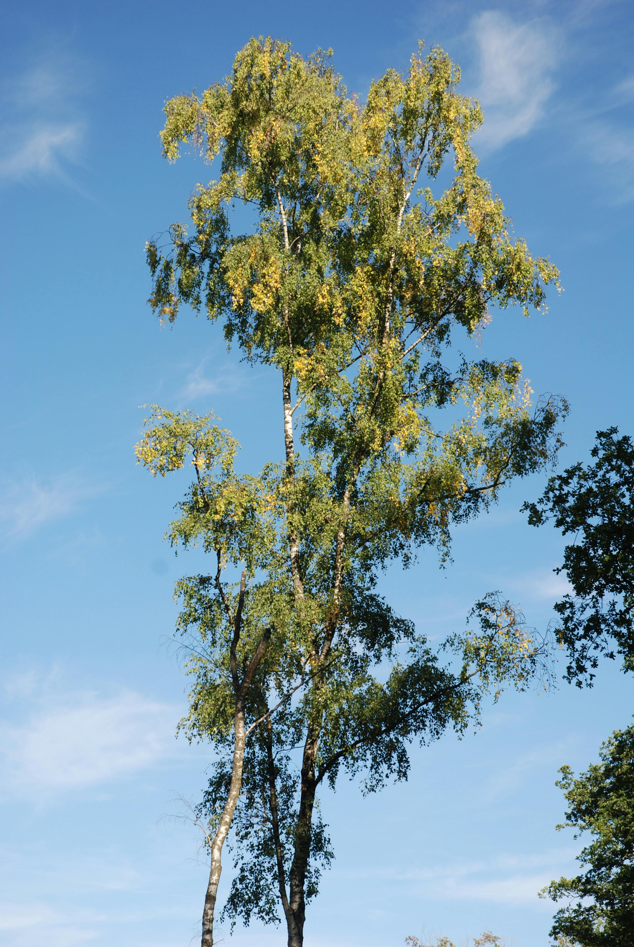 Tall Birch Tree against a Blue Sky in Belgium · Free Stock Photo