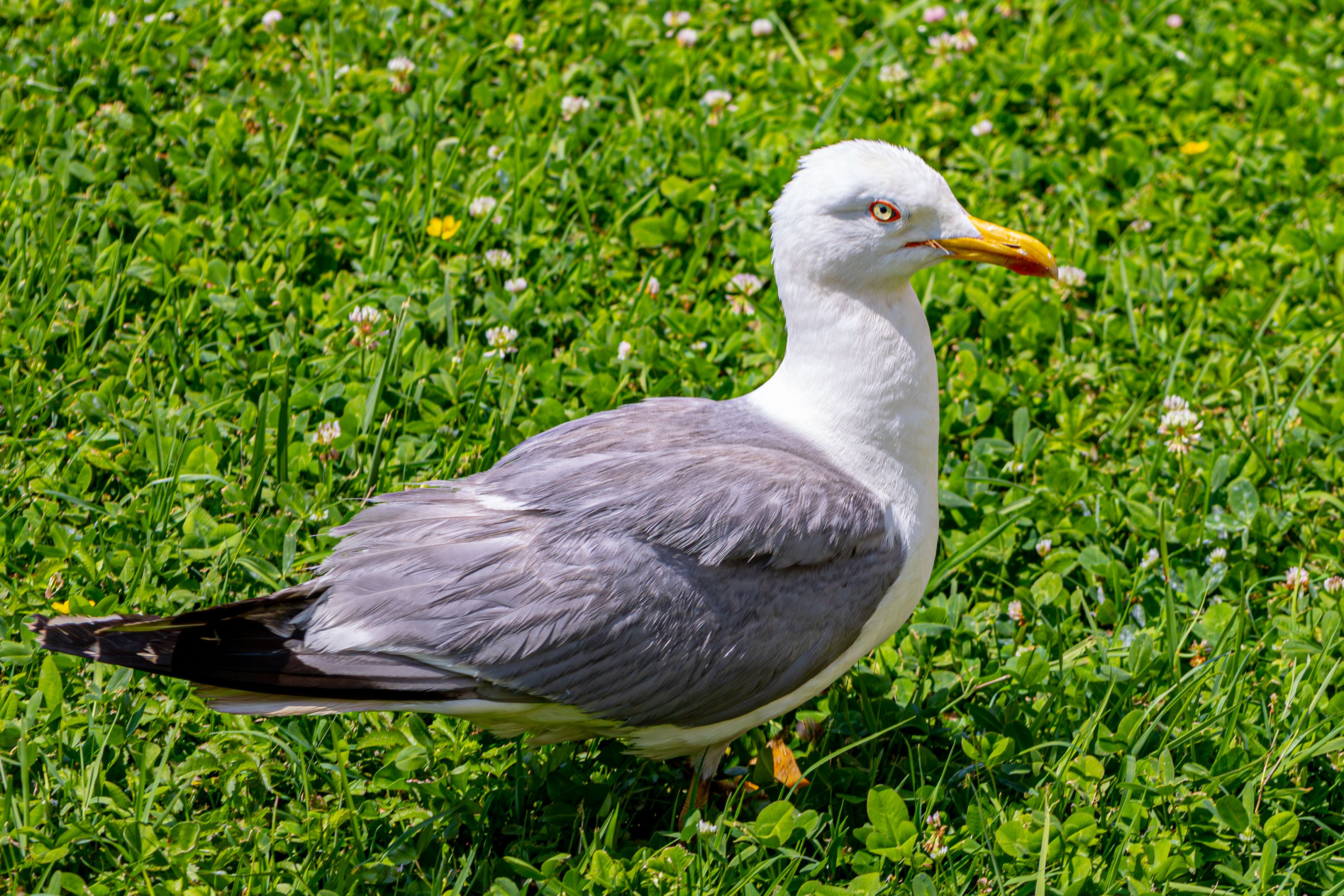 Close-Up of a Gull on a Green Lawn · Free Stock Photo