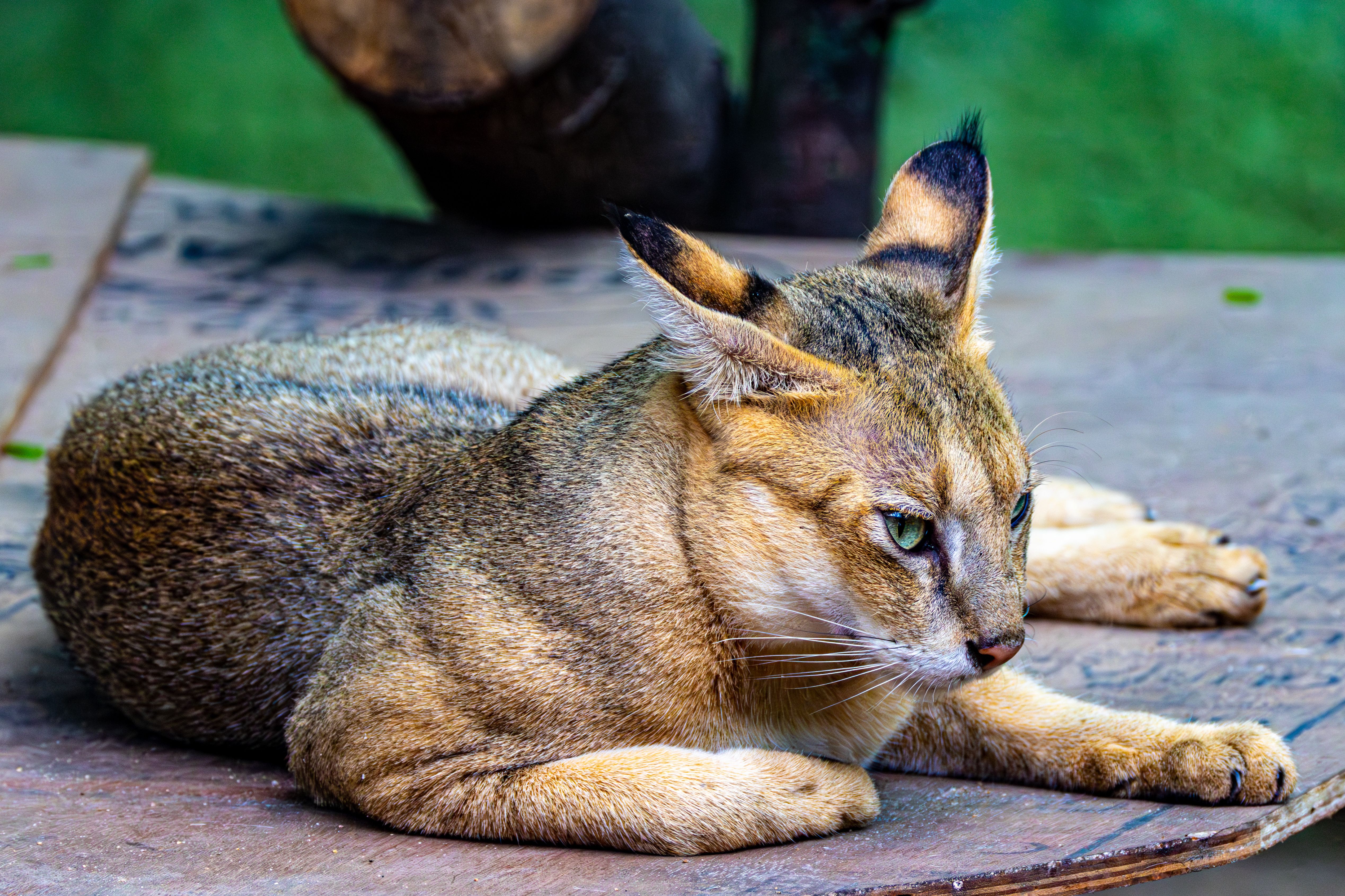 Captivating Caracal in Resting Pose · Free Stock Photo