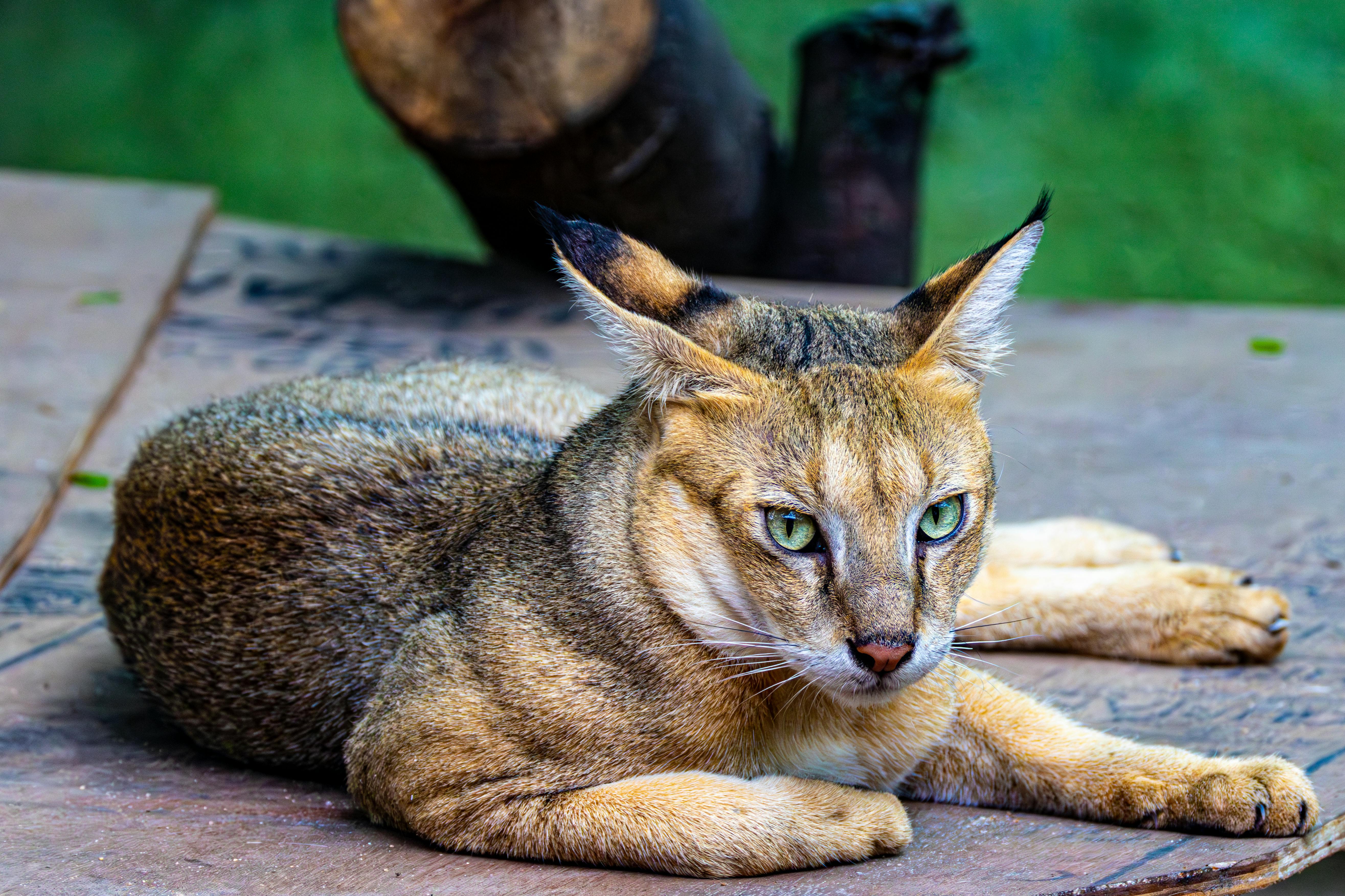 Cat Memes Photos, Download The BEST Free Cat Memes Stock Photos & HD Images