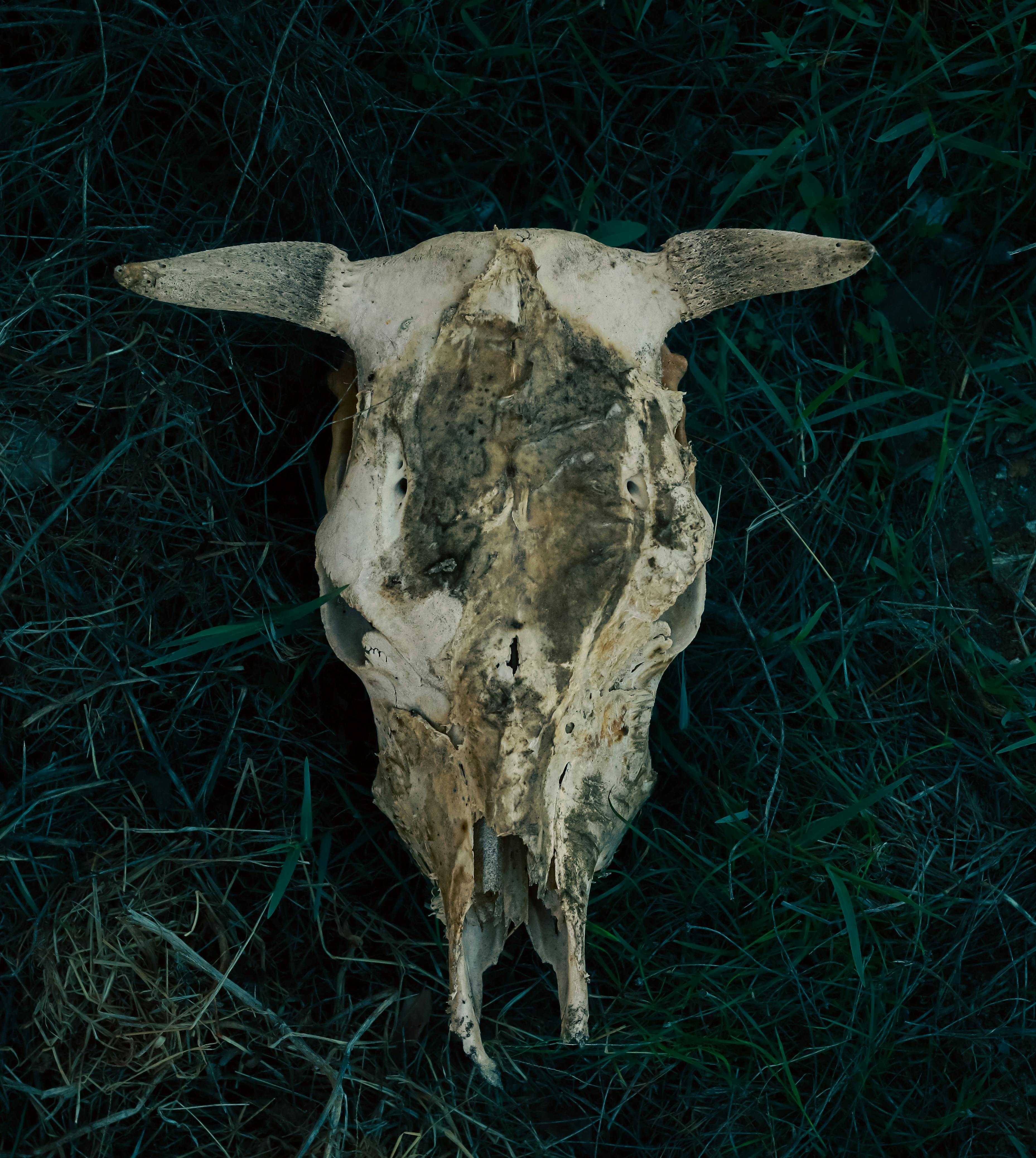 Skull Texture Photos, Download The BEST Free Skull Texture Stock Photos ...