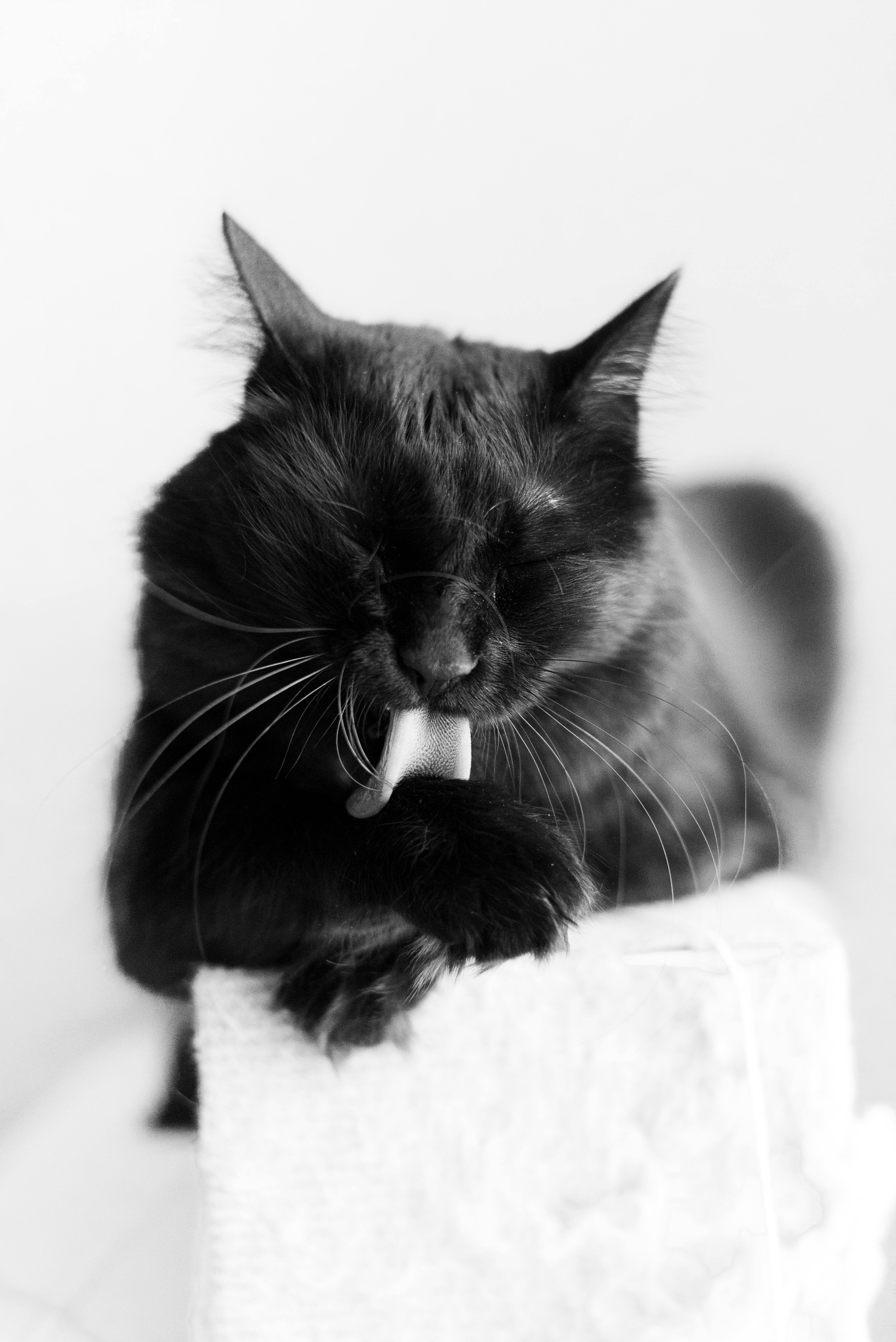 Low Contrast Photos, Download The BEST Free Low Contrast Stock Photos ...