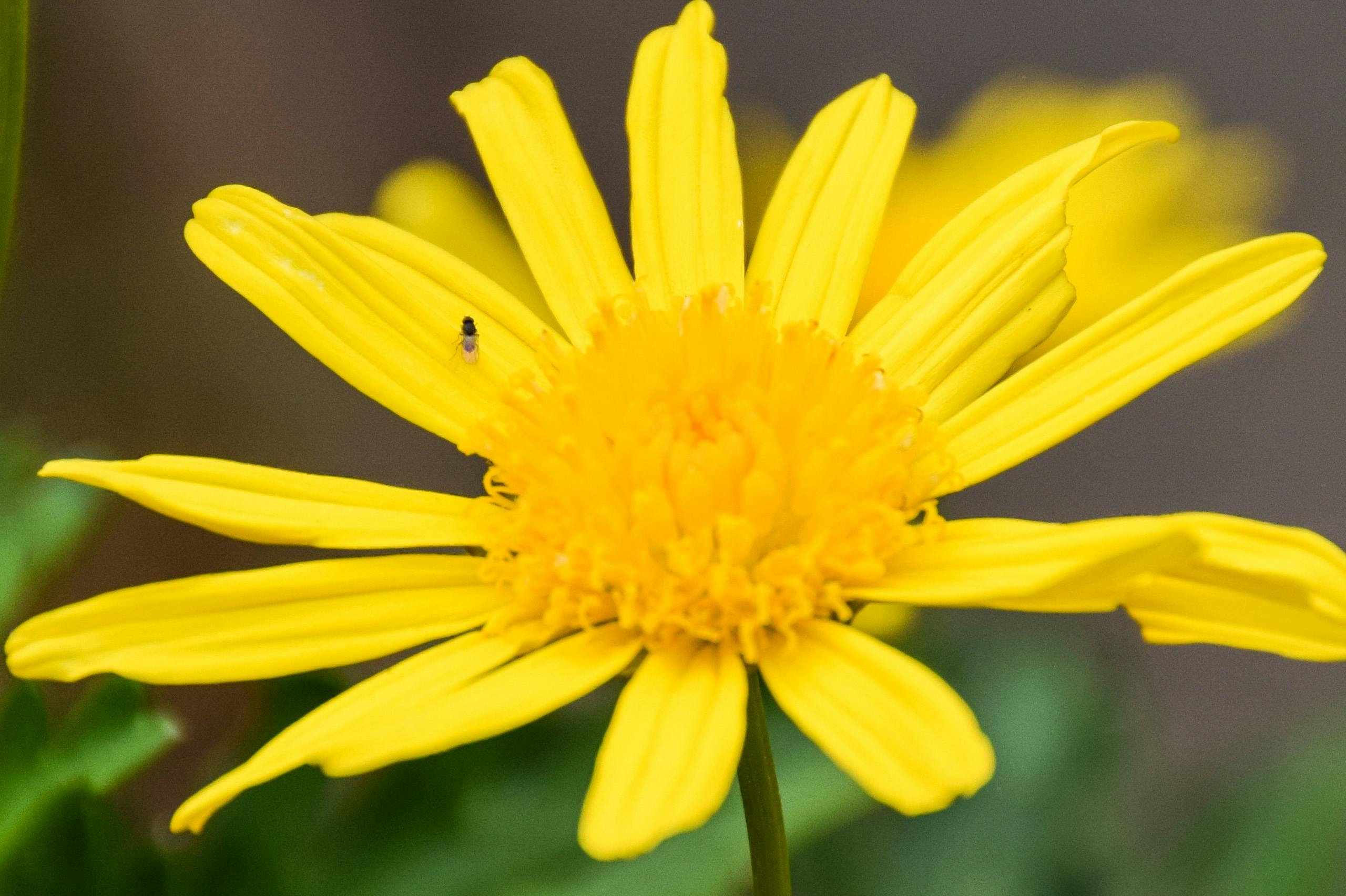 Flowers 6 Photos & Videos Collected by Dee Tandel