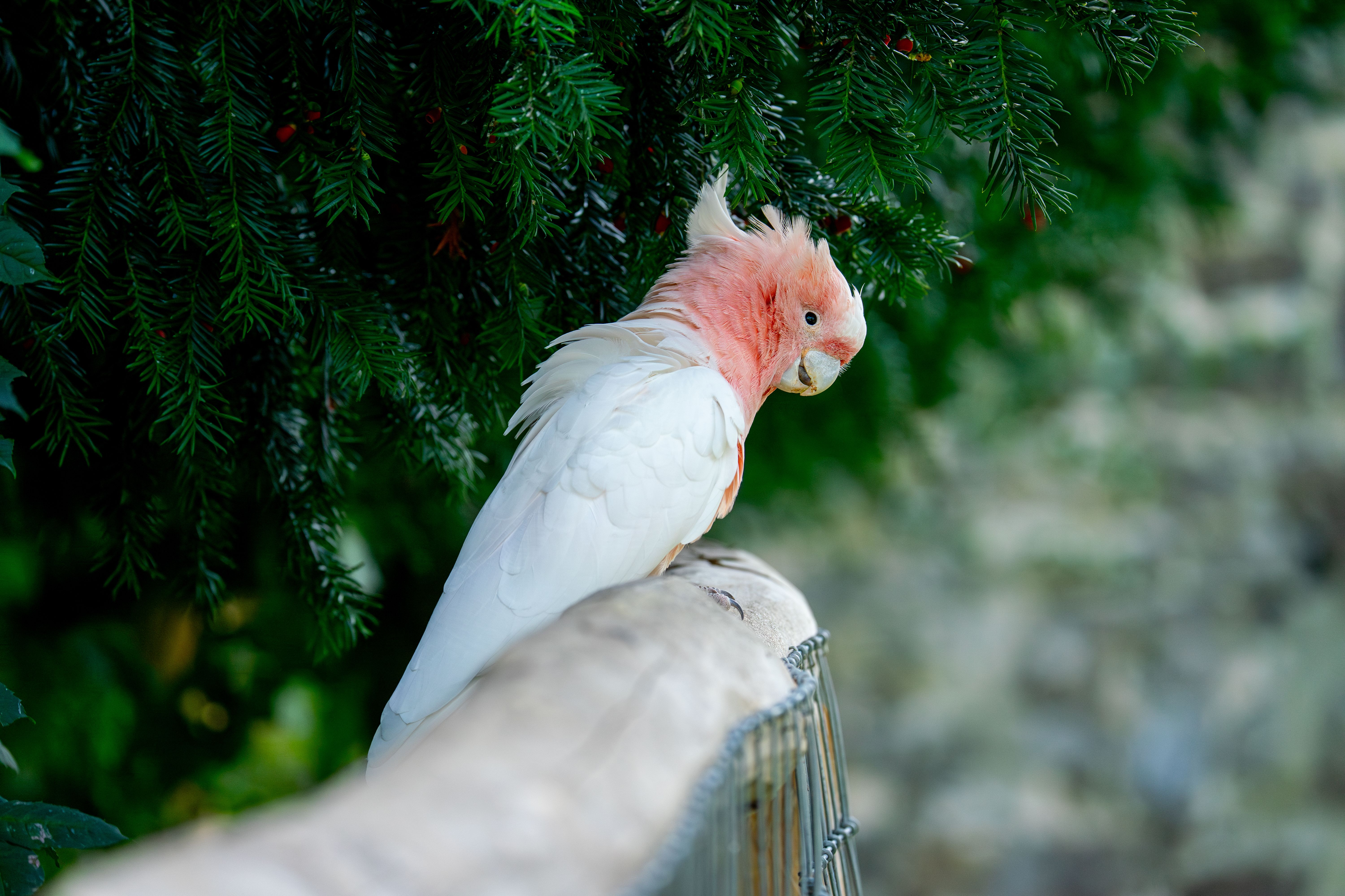 Galah Corporativa Photos, Download The BEST Free Galah Corporativa ...