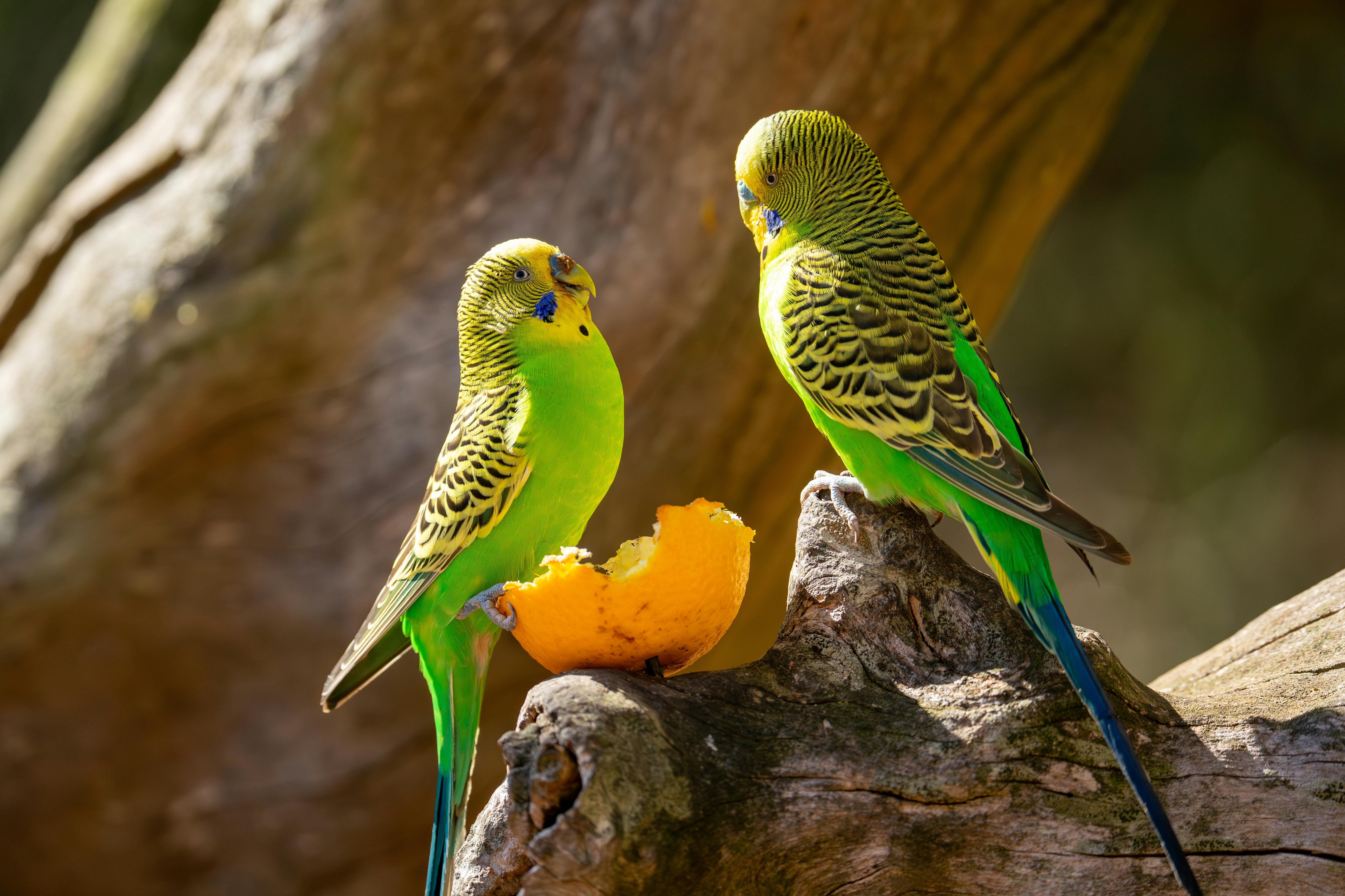 Colorful Birds Photos, Download The BEST Free Colorful Birds Stock ...