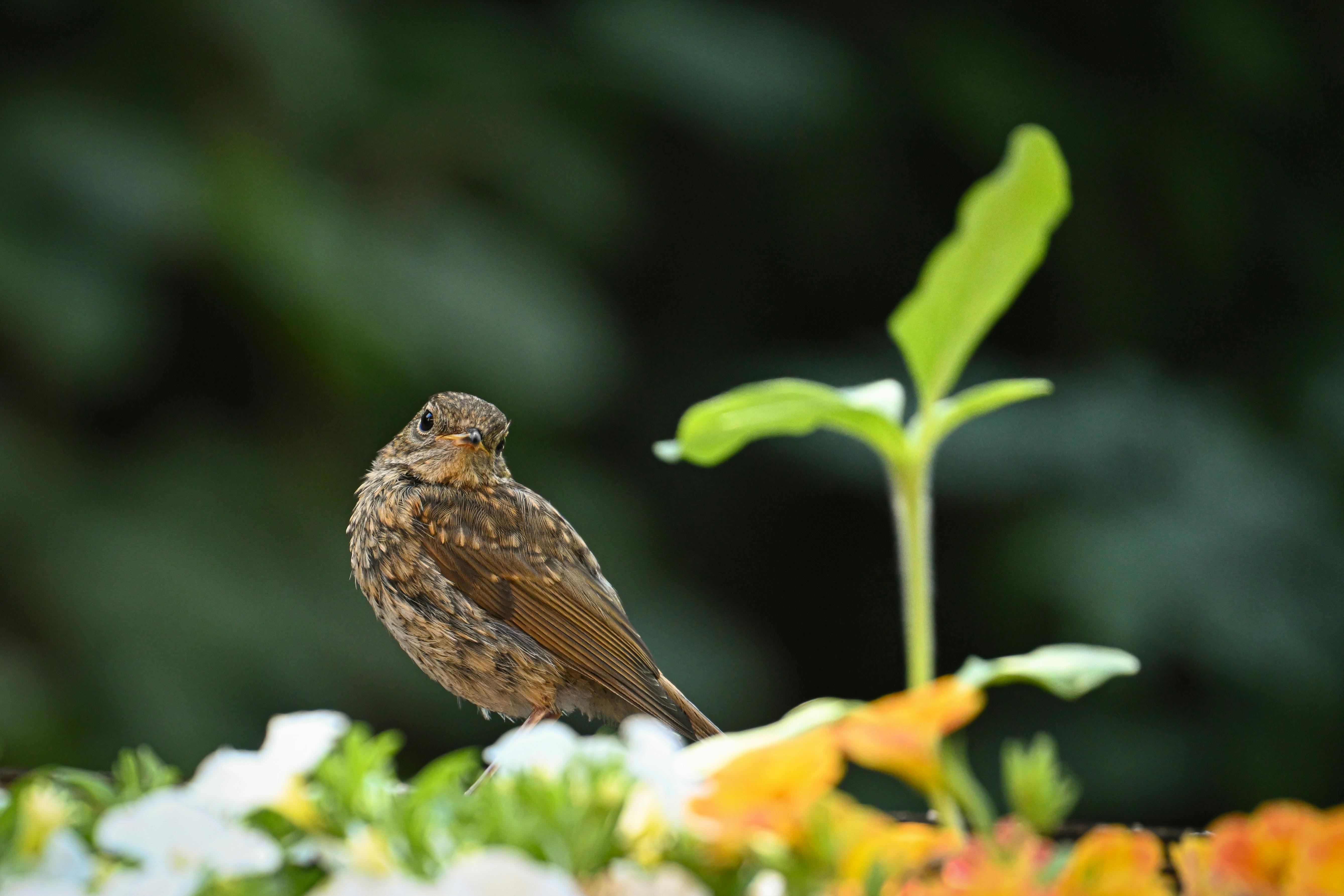 Tum Tum Song Photos, Download The BEST Free Tum Tum Song Stock Photos ...