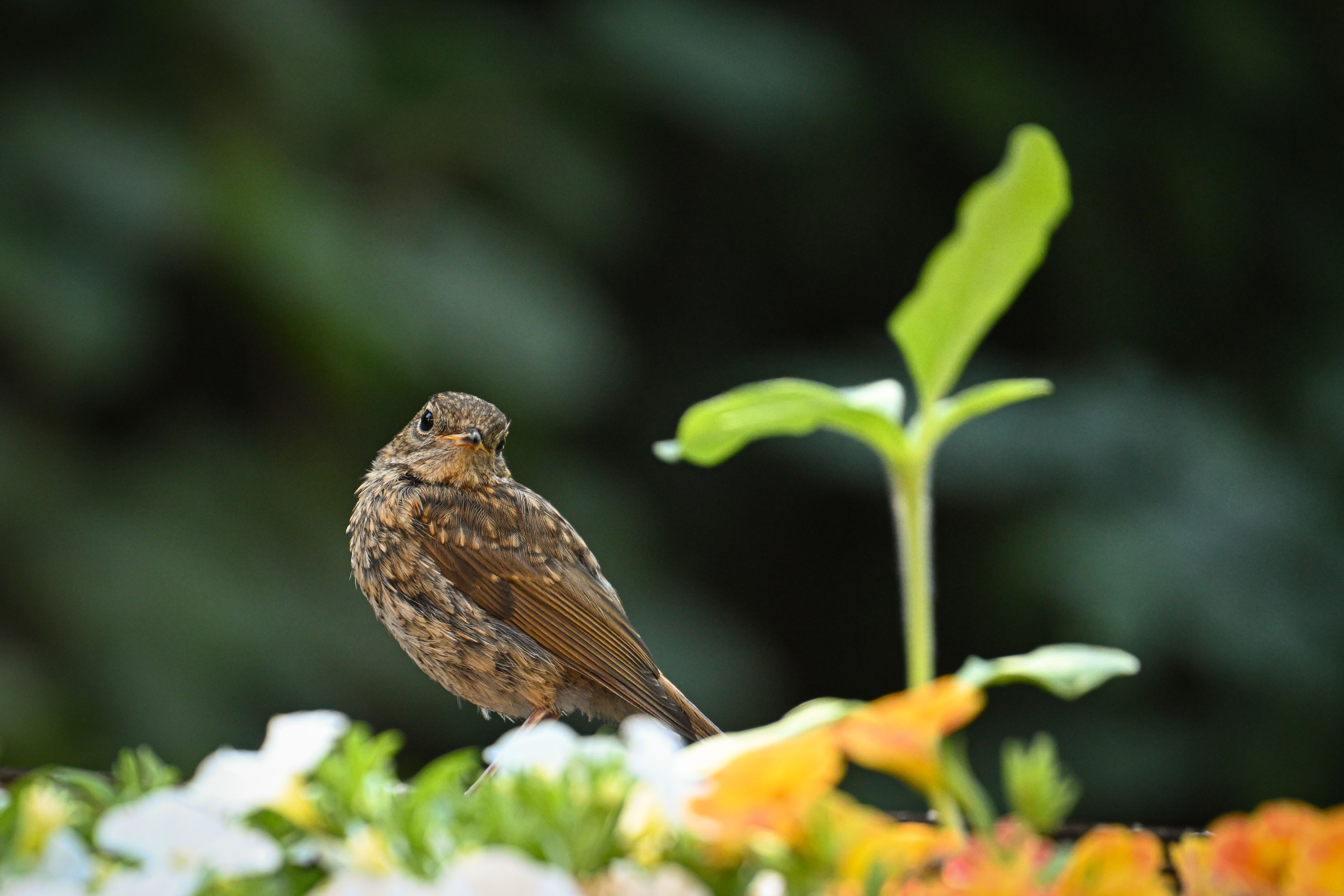 Spring Wildlife Background Photos, Download The BEST Free Spring ...