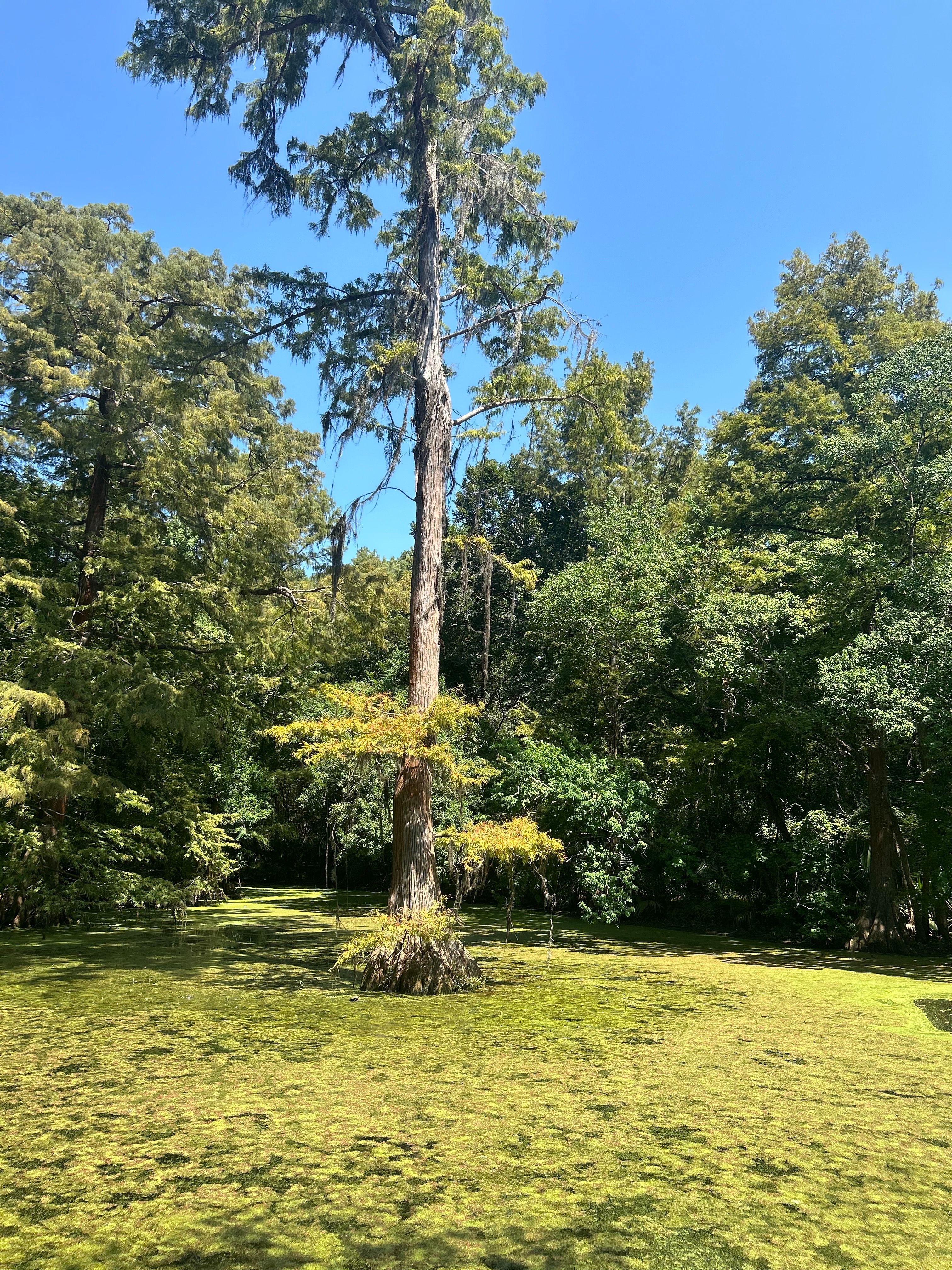 Serene Cypress Tree in a Sunlit Wetland Scene · Free Stock Photo