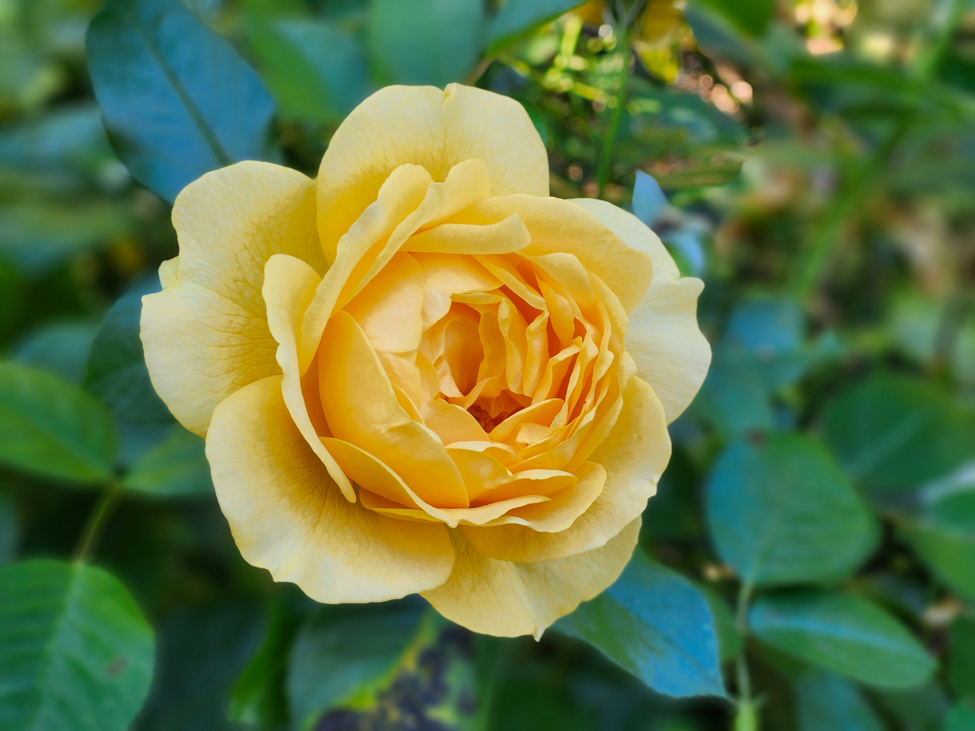 Yellow Color Photos, Download The BEST Free Yellow Color Stock Photos ...