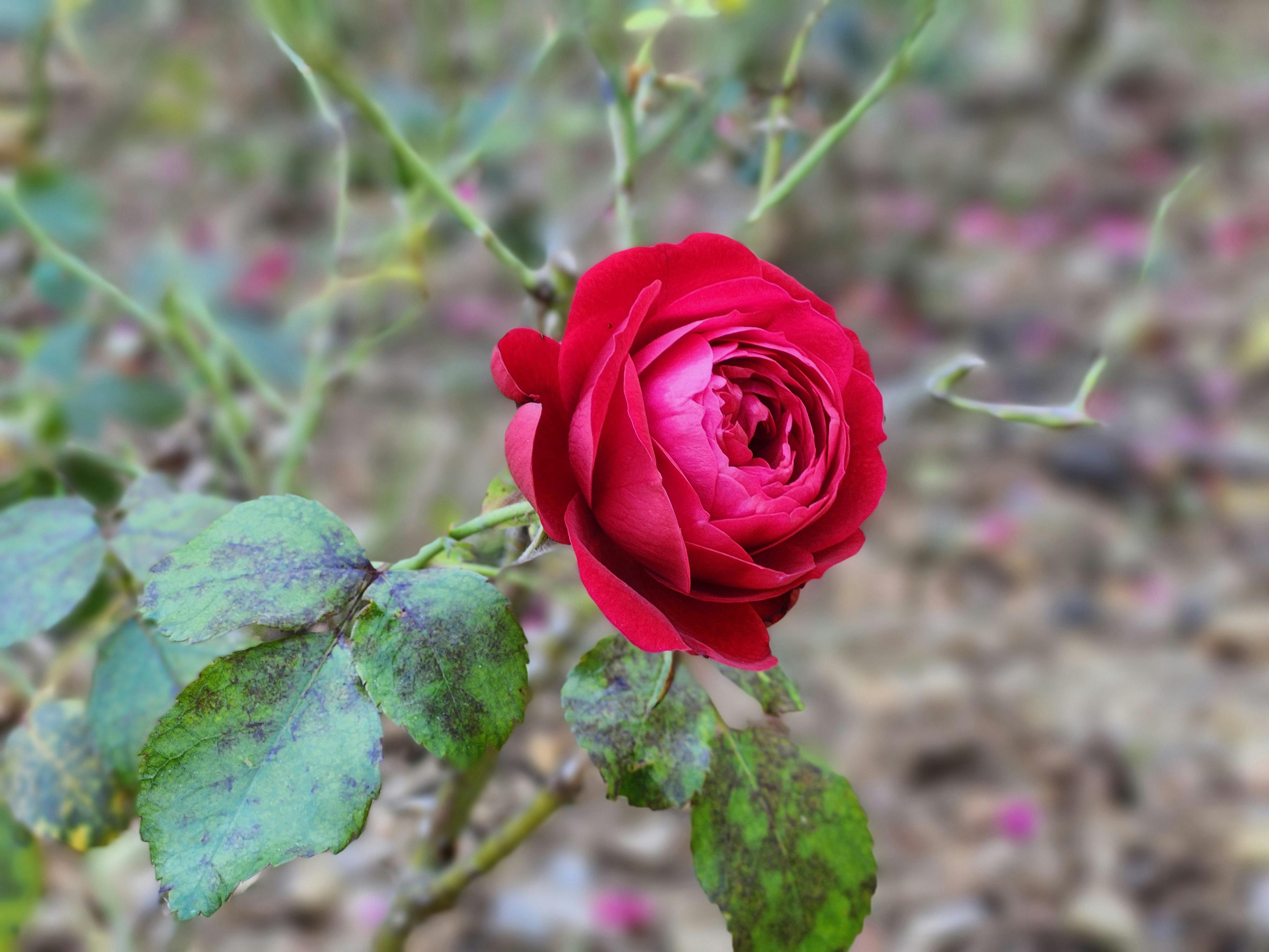 Gulab Flower Background Photos, Download The BEST Free Gulab Flower ...