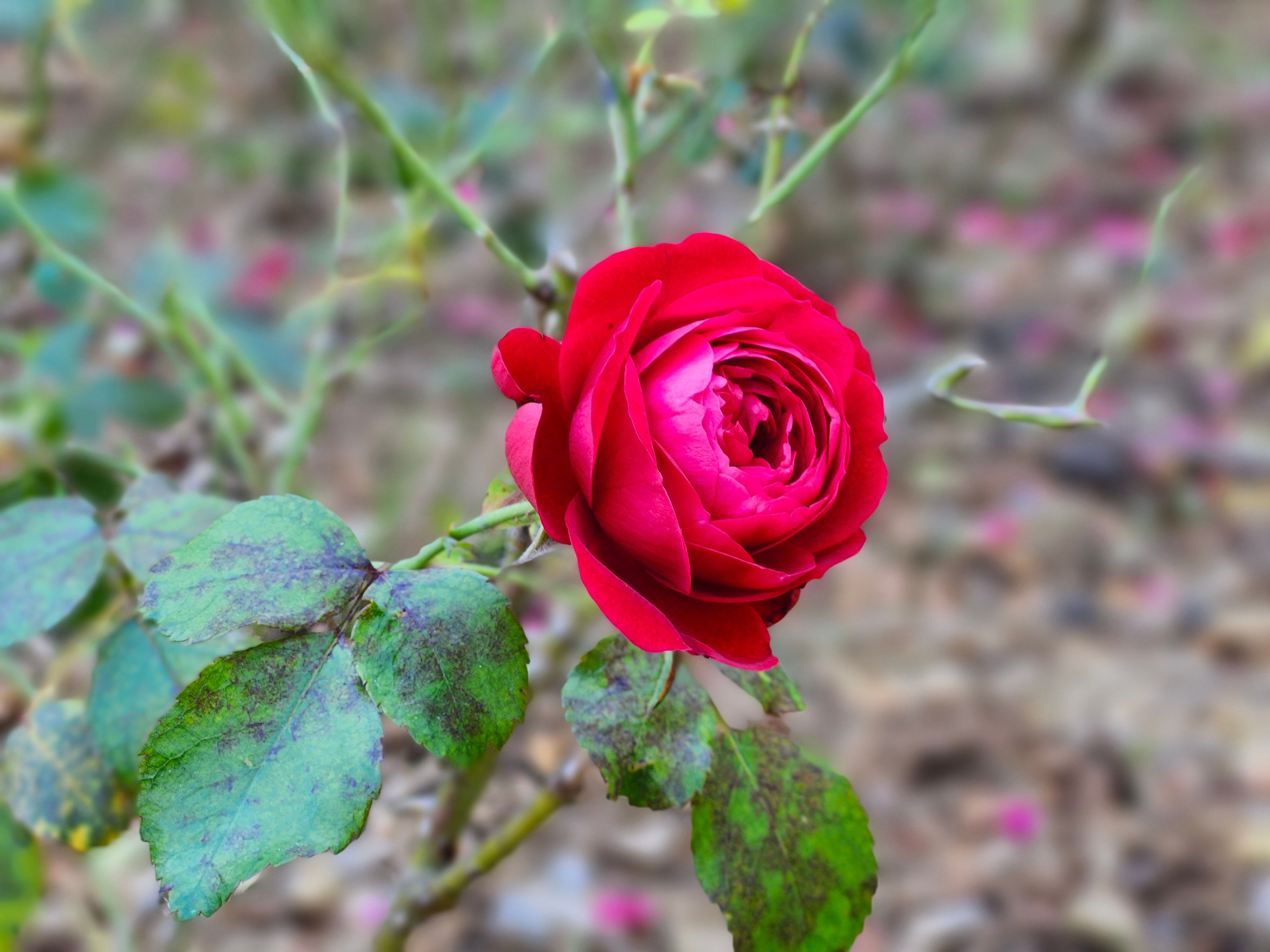 Close-up of Red Rose in Toronto Garden · Free Stock Photo
