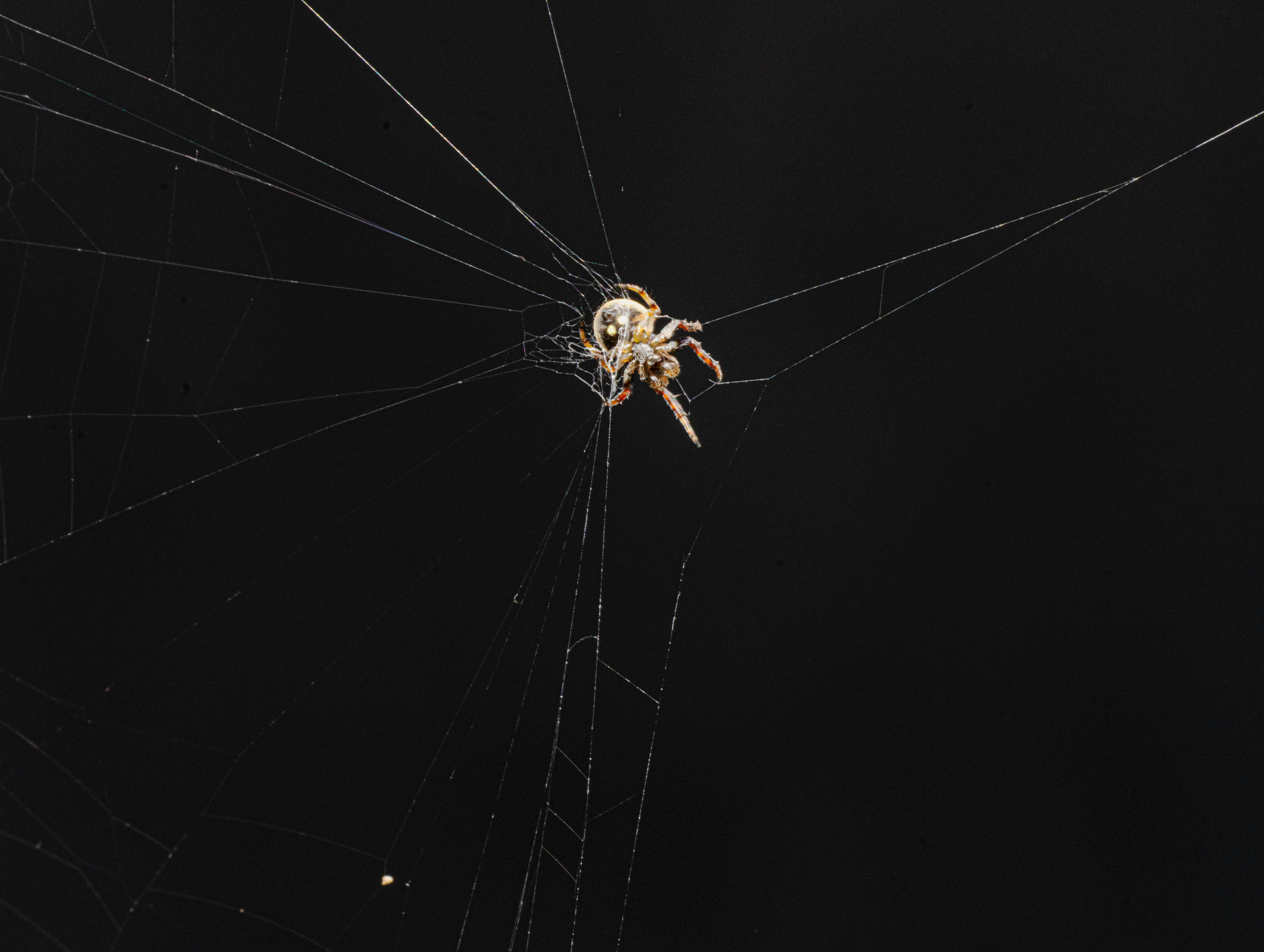 Robux Image Photos, Download The BEST Free Robux Image Stock Photos ...