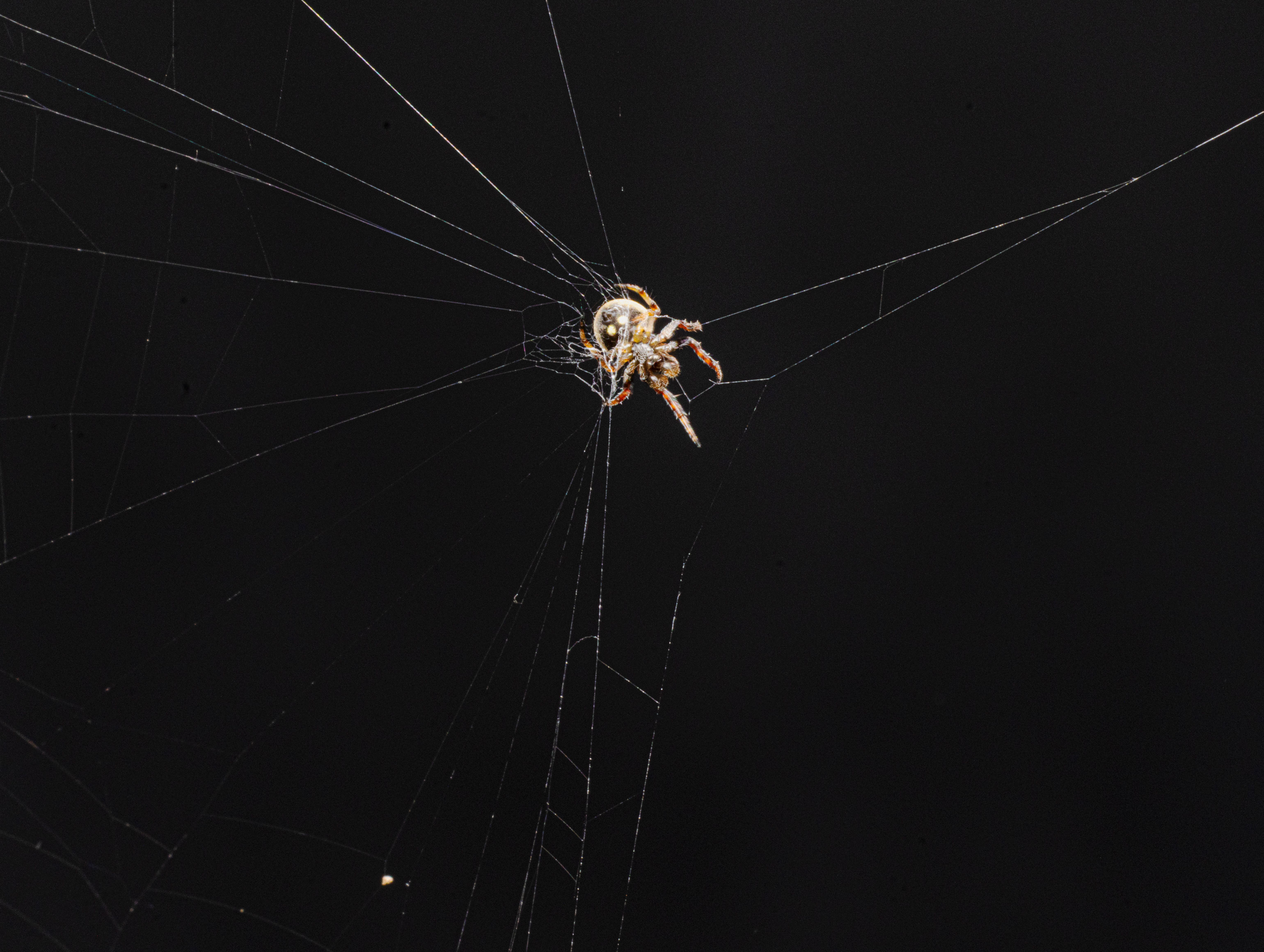 Spider Profile Picture Photos, Download The BEST Free Spider Profile ...