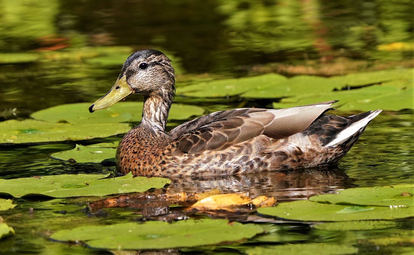 Karlee Grey Photos, Download The BEST Free Karlee Grey Stock Photos ...