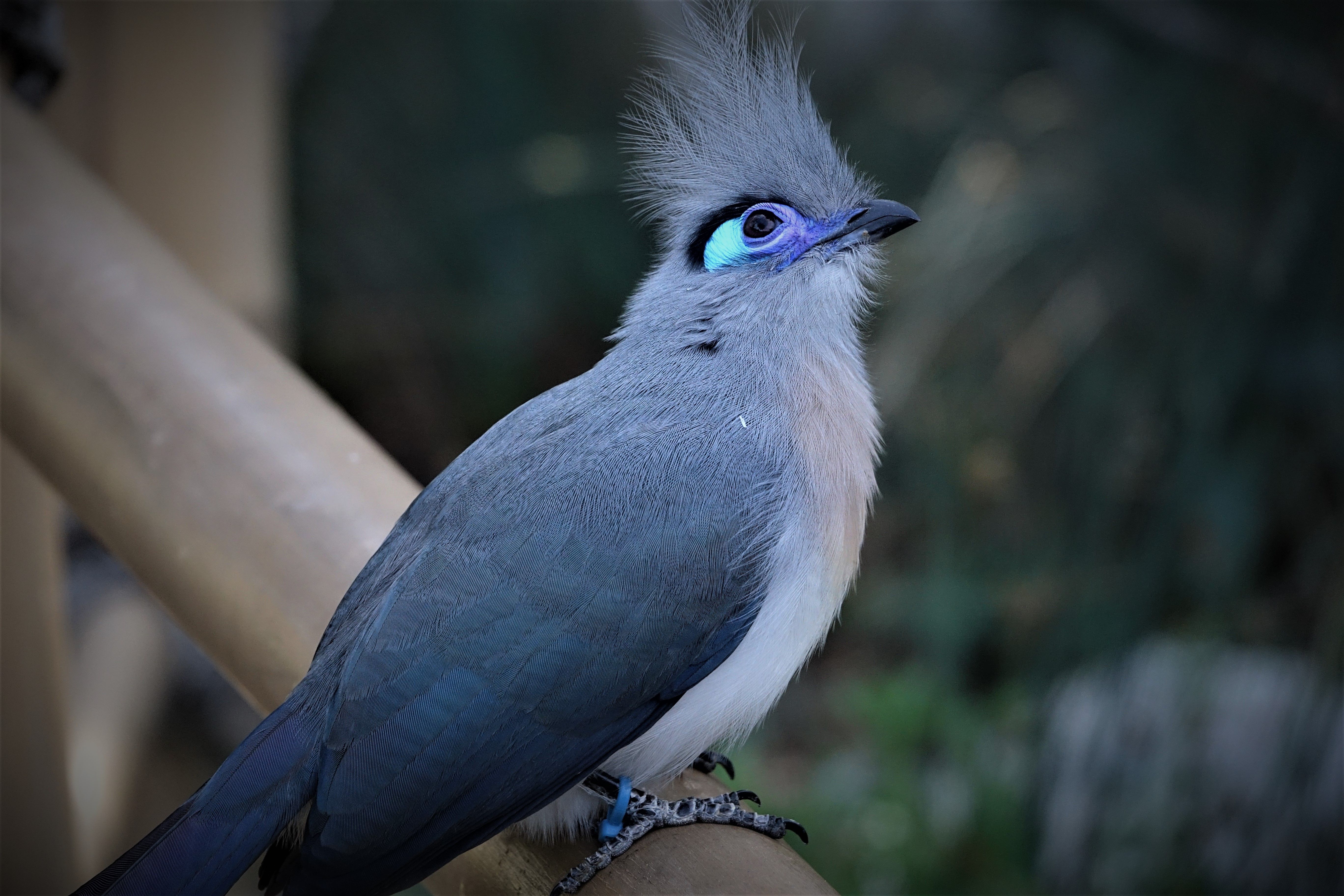 Detailed Shot of Crested Coua Bird in California · Free Stock Photo