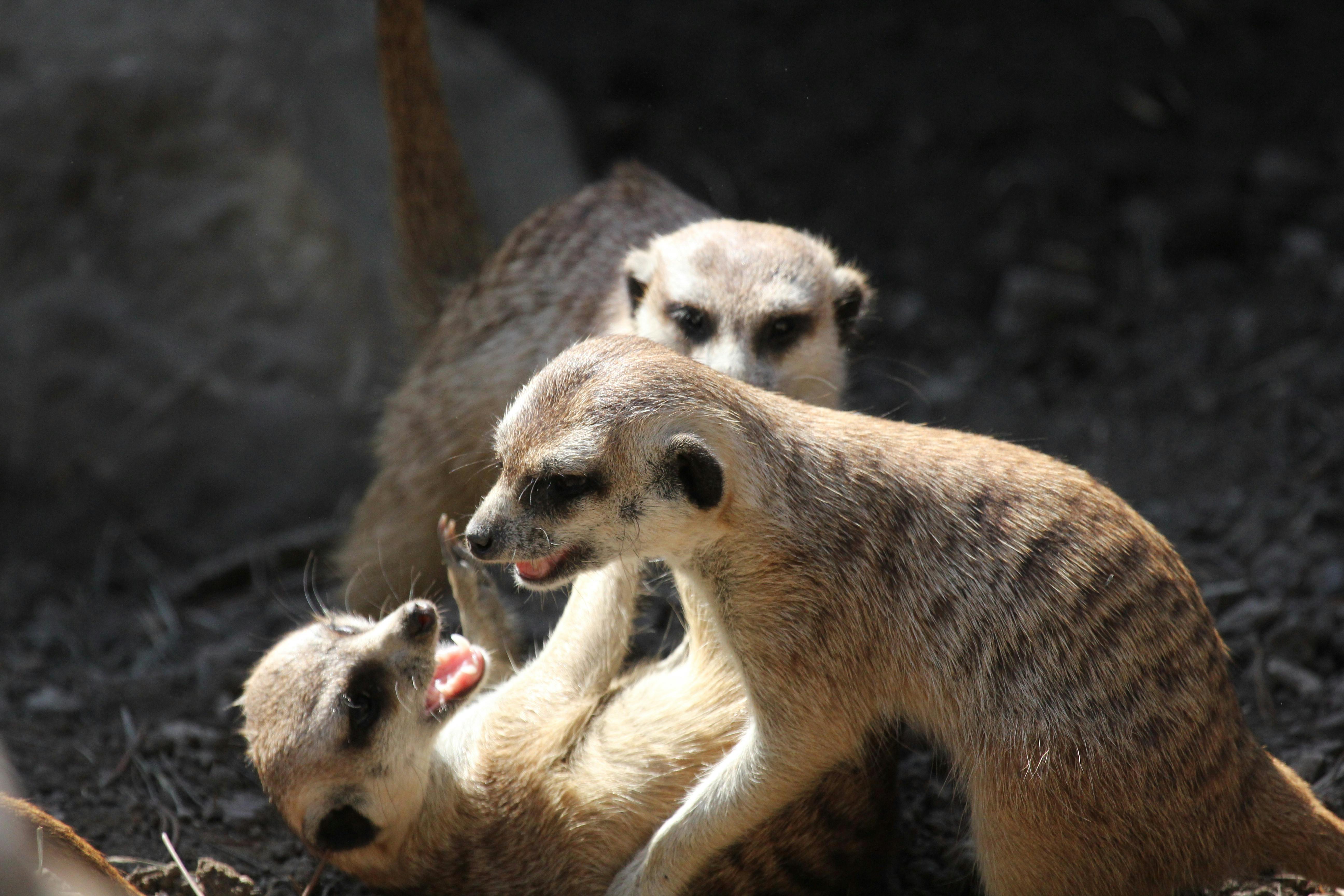 Different Animals Photos, Download The BEST Free Different Animals ...