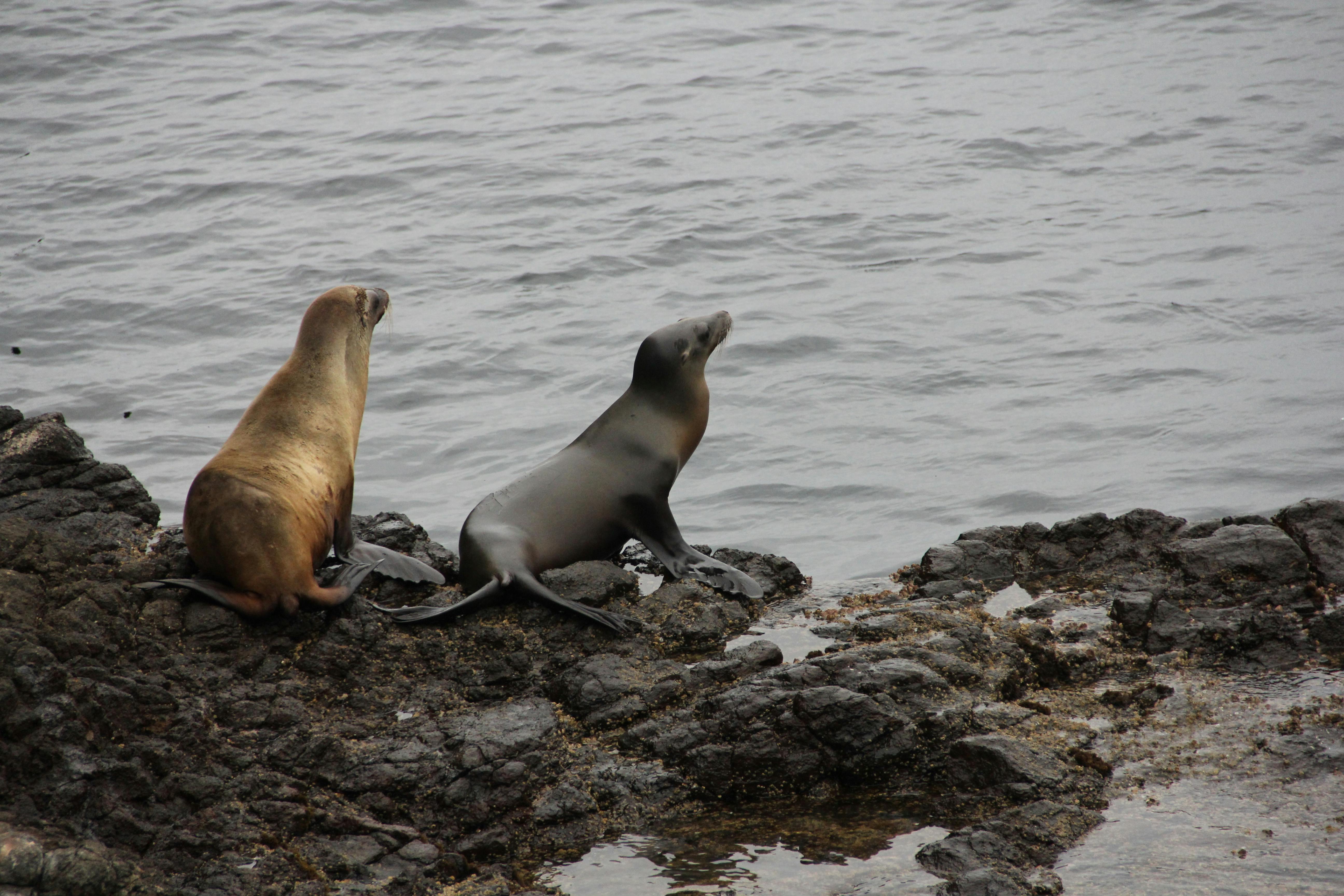 Ocean Animals Photos, Download The BEST Free Ocean Animals Stock Photos ...