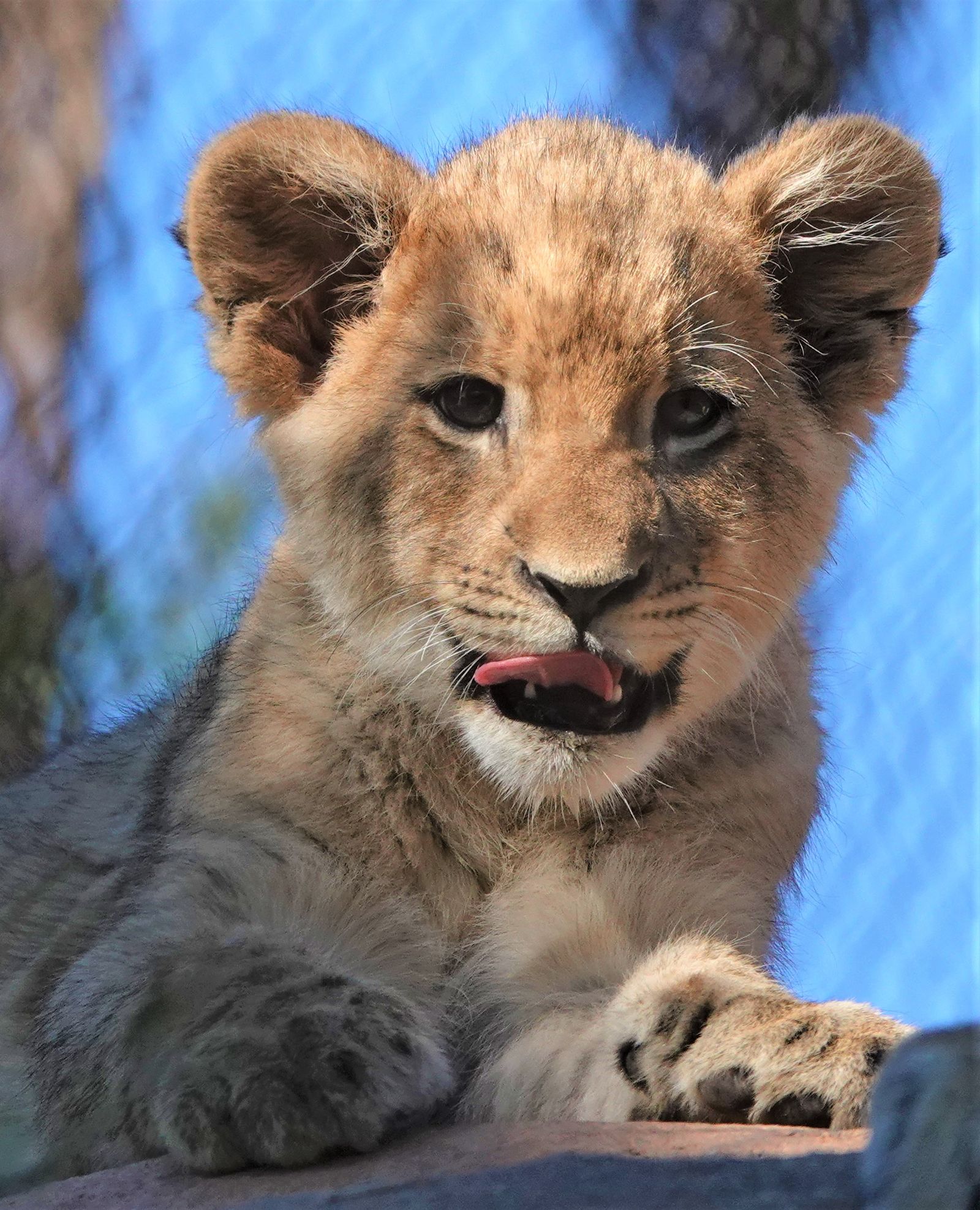 Small Lion Photos, Download The BEST Free Small Lion Stock Photos & HD ...