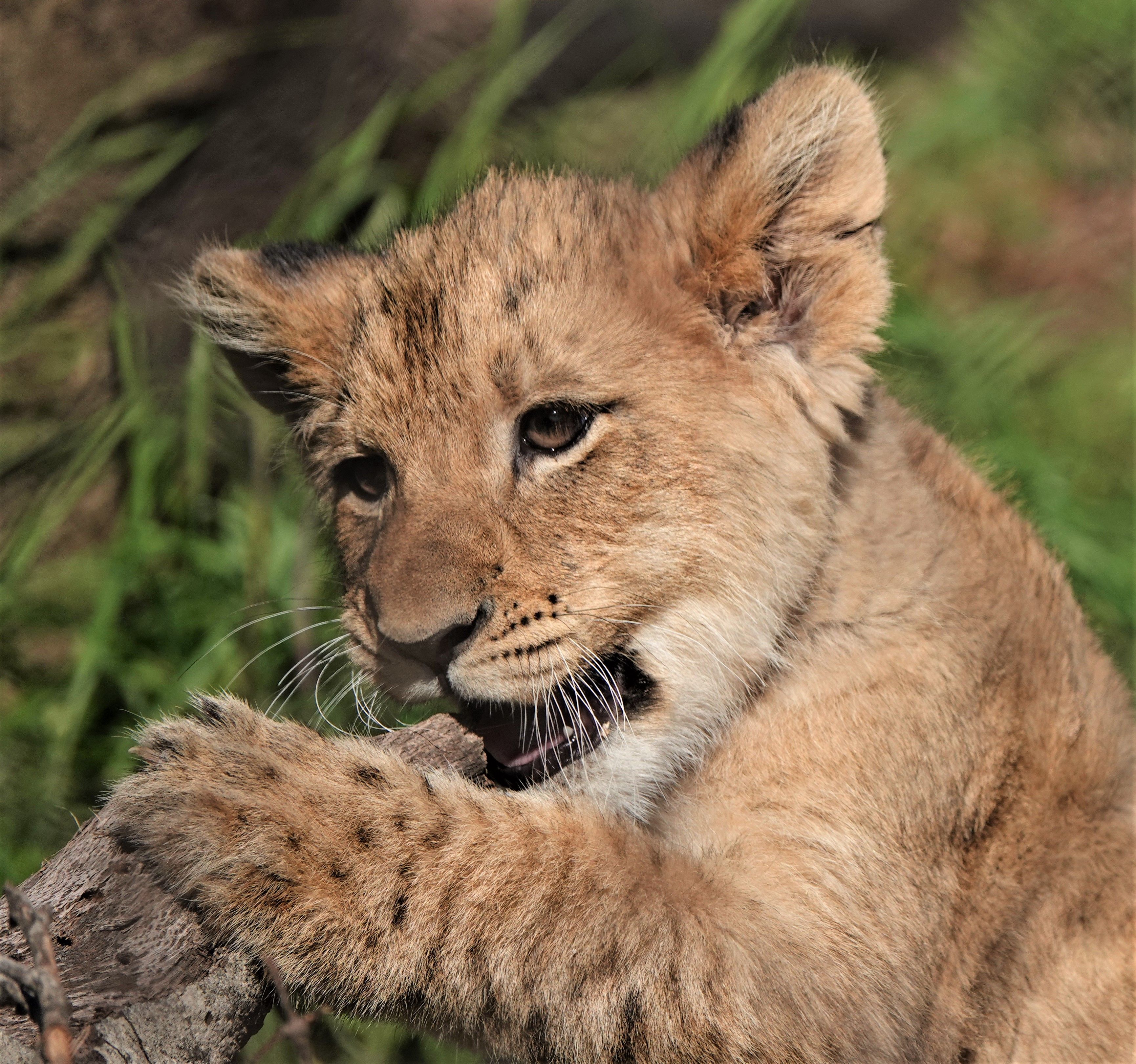 Brown Tiger on Grey Tree Branch · Free Stock Photo