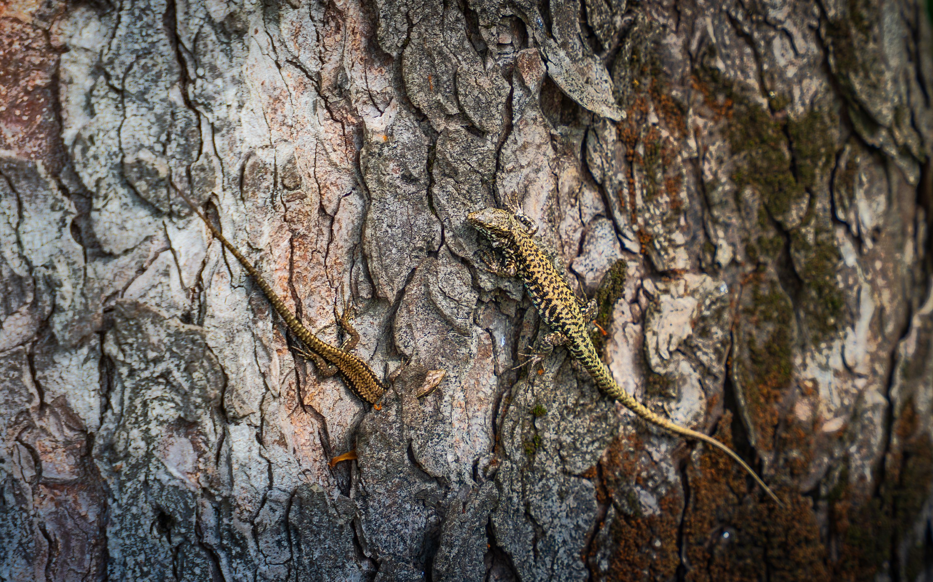 Pair of Lizards Camouflaging on a Tree Bark · Free Stock Photo