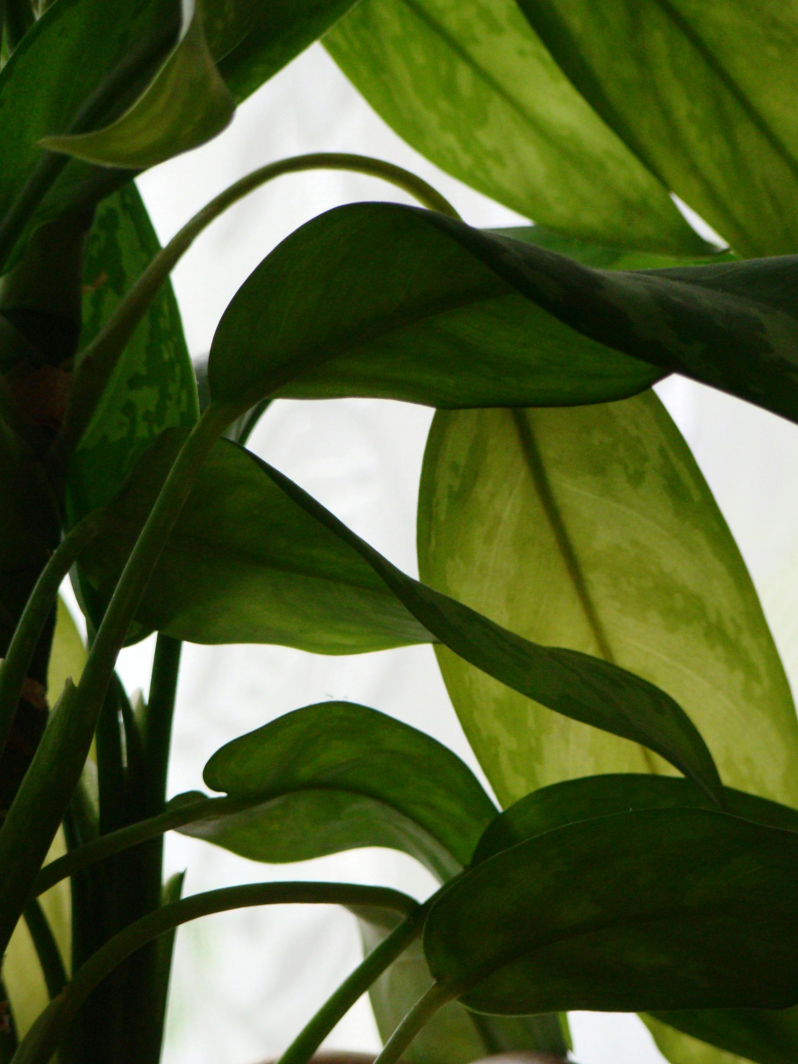 Capal Photo Photos, Download The BEST Free Capal Photo Stock Photos ...