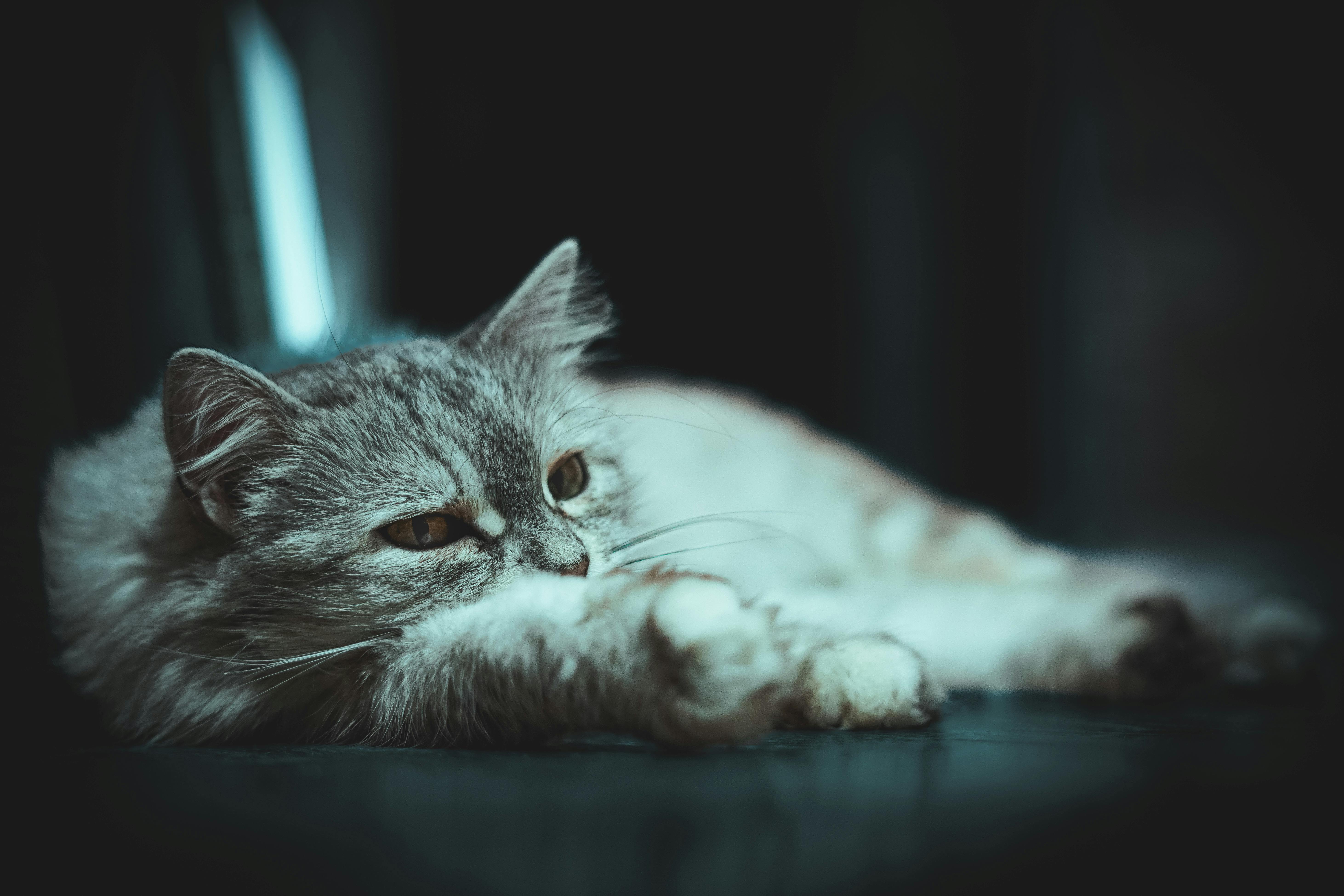 Cat Memes Photos, Download The BEST Free Cat Memes Stock Photos & HD Images