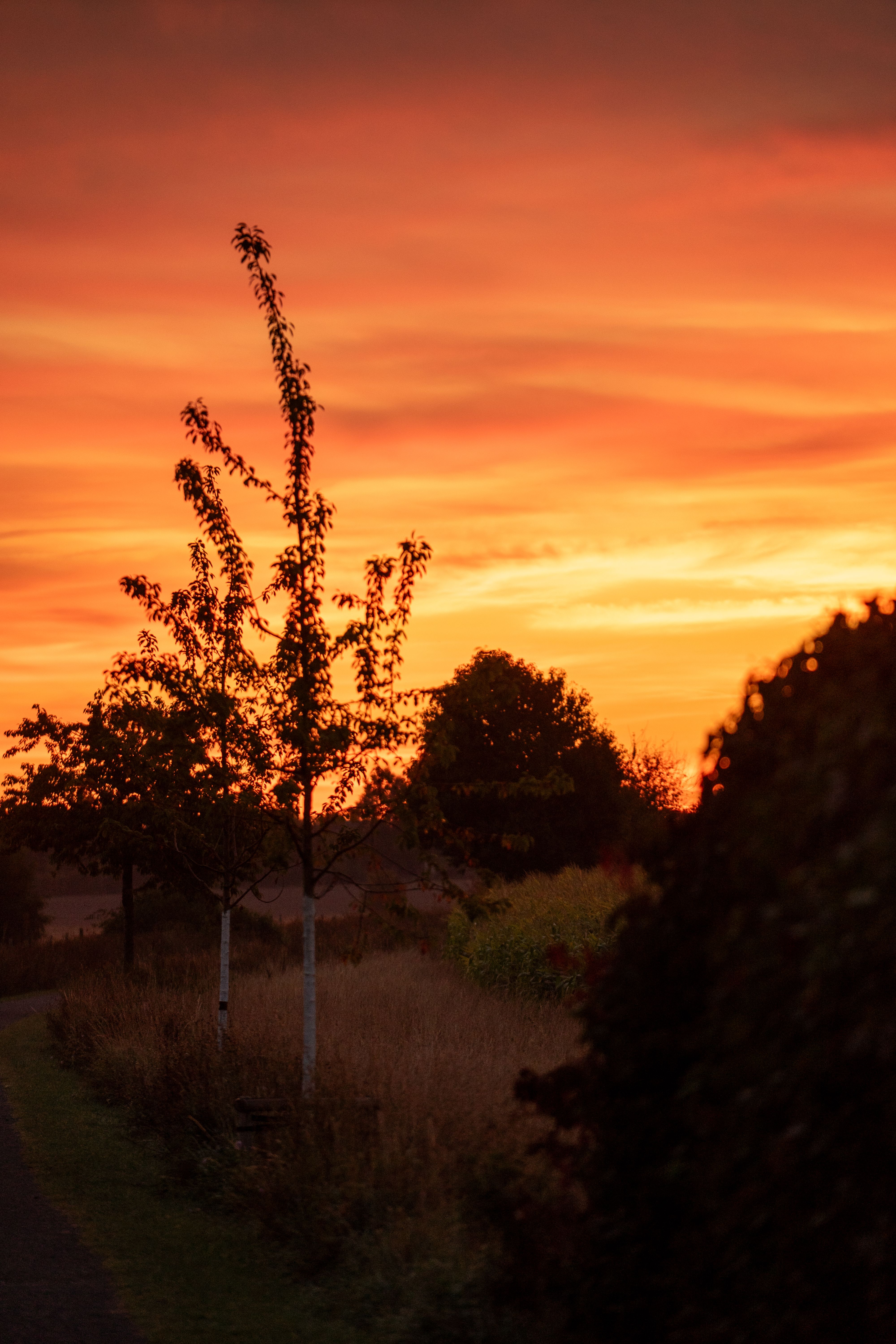 Vibrant Sunset Over Countryside Trees in Bielefeld · Free Stock Photo